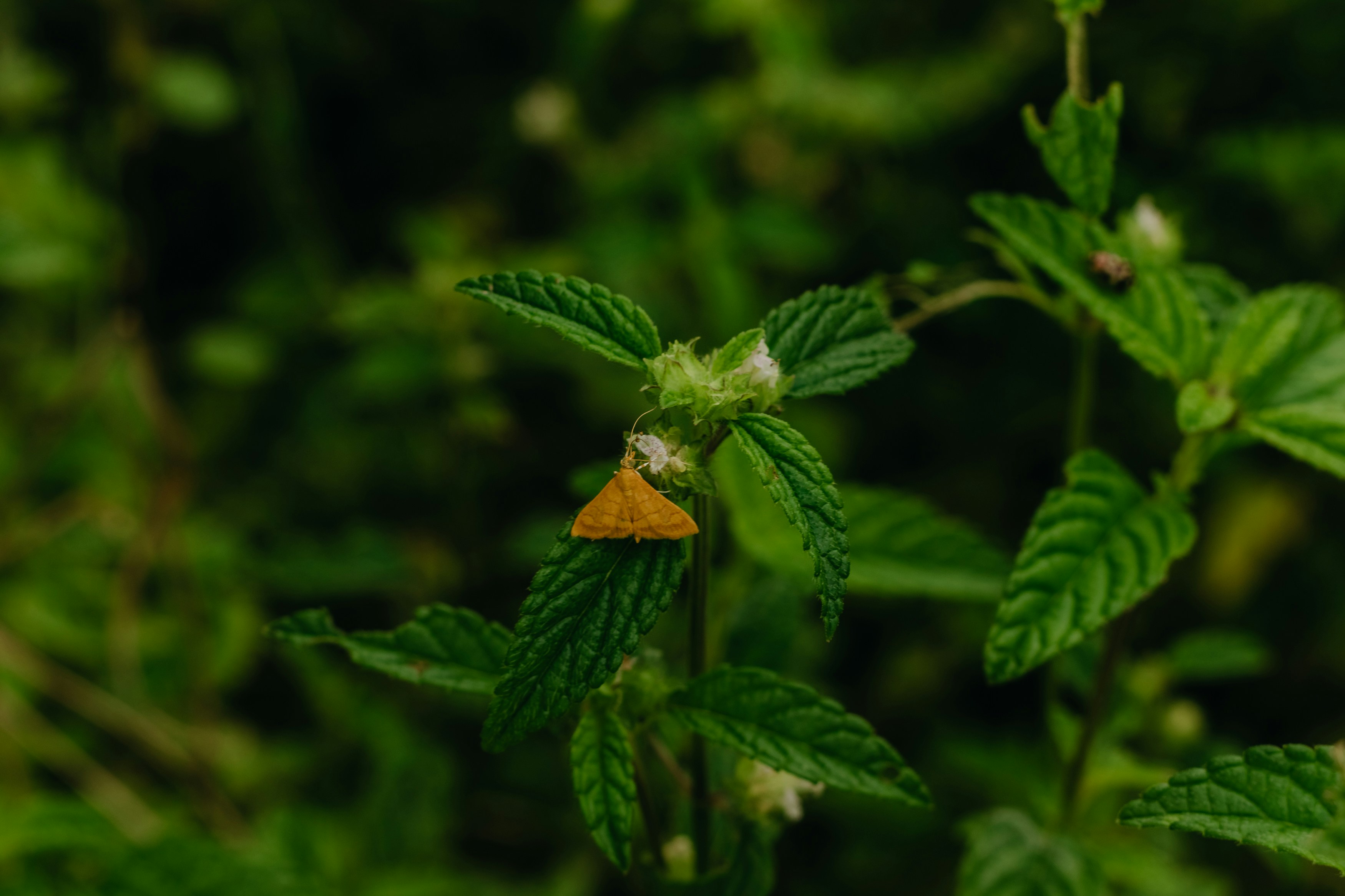 Hidden Ember: A Tiny Moth on Mossy Green