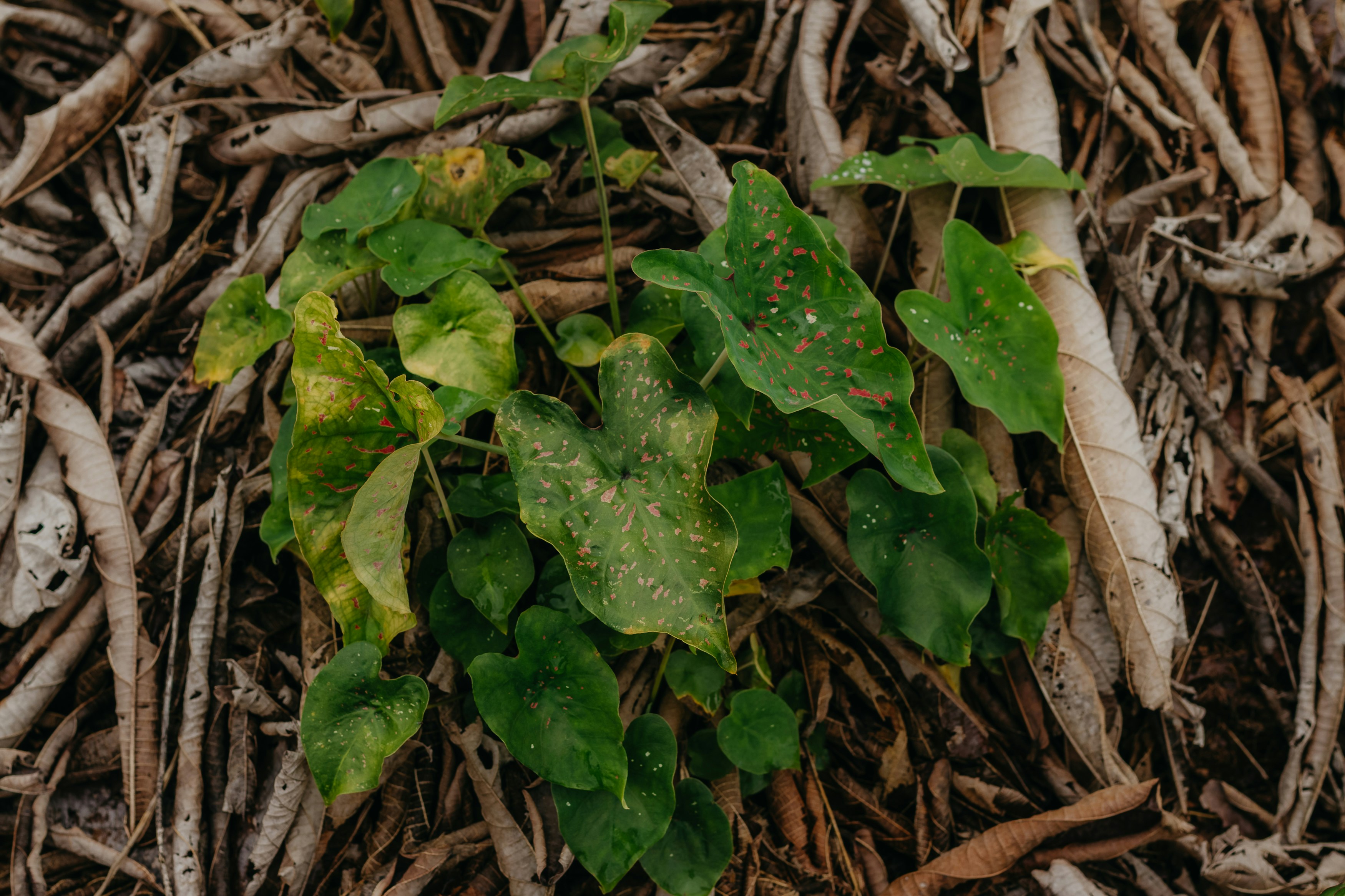 Green Veinlets Among Fallen Timber