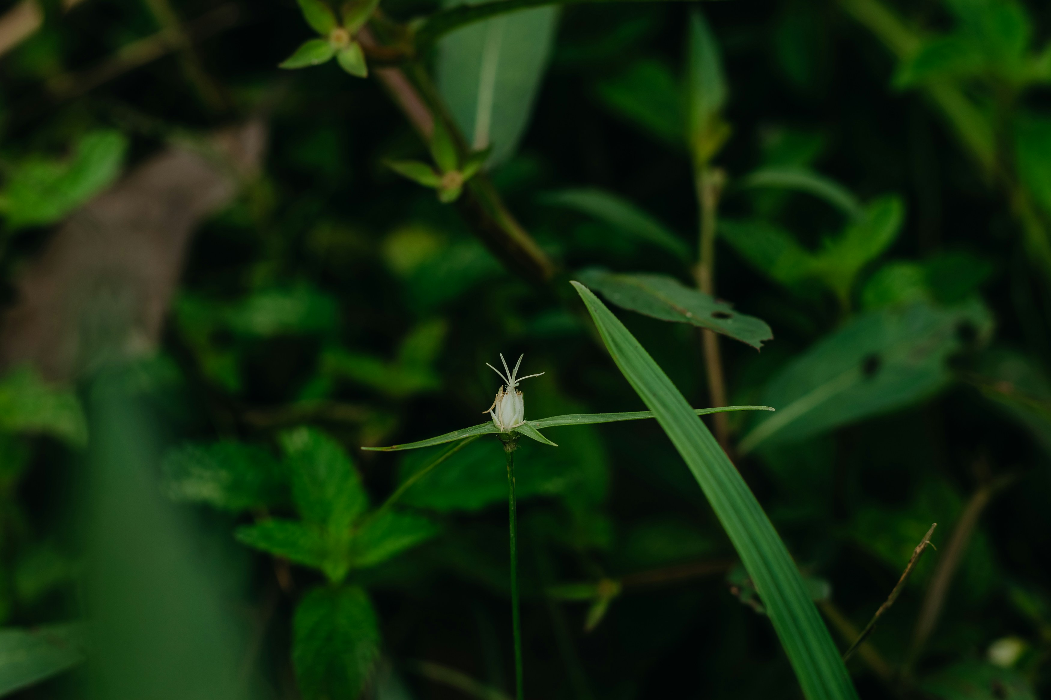 Delicate Lycopod Spider on a Quiet Green Stage