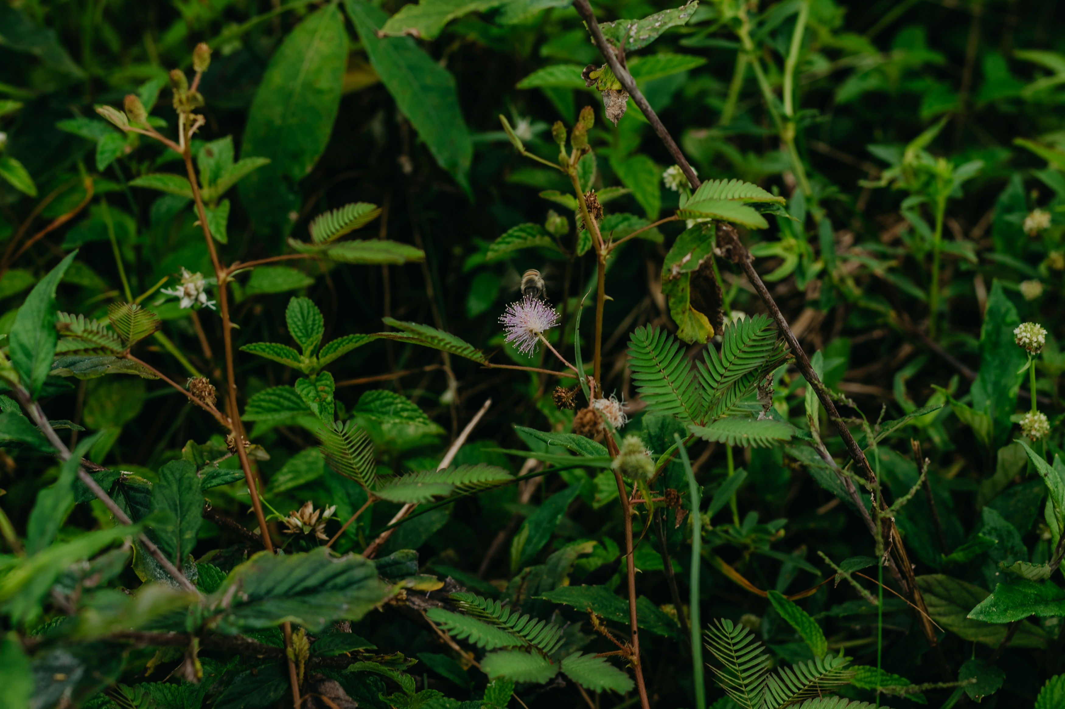 Mid-Green Understory: Fronds and Tiny Bloom Amid Dense Foliage