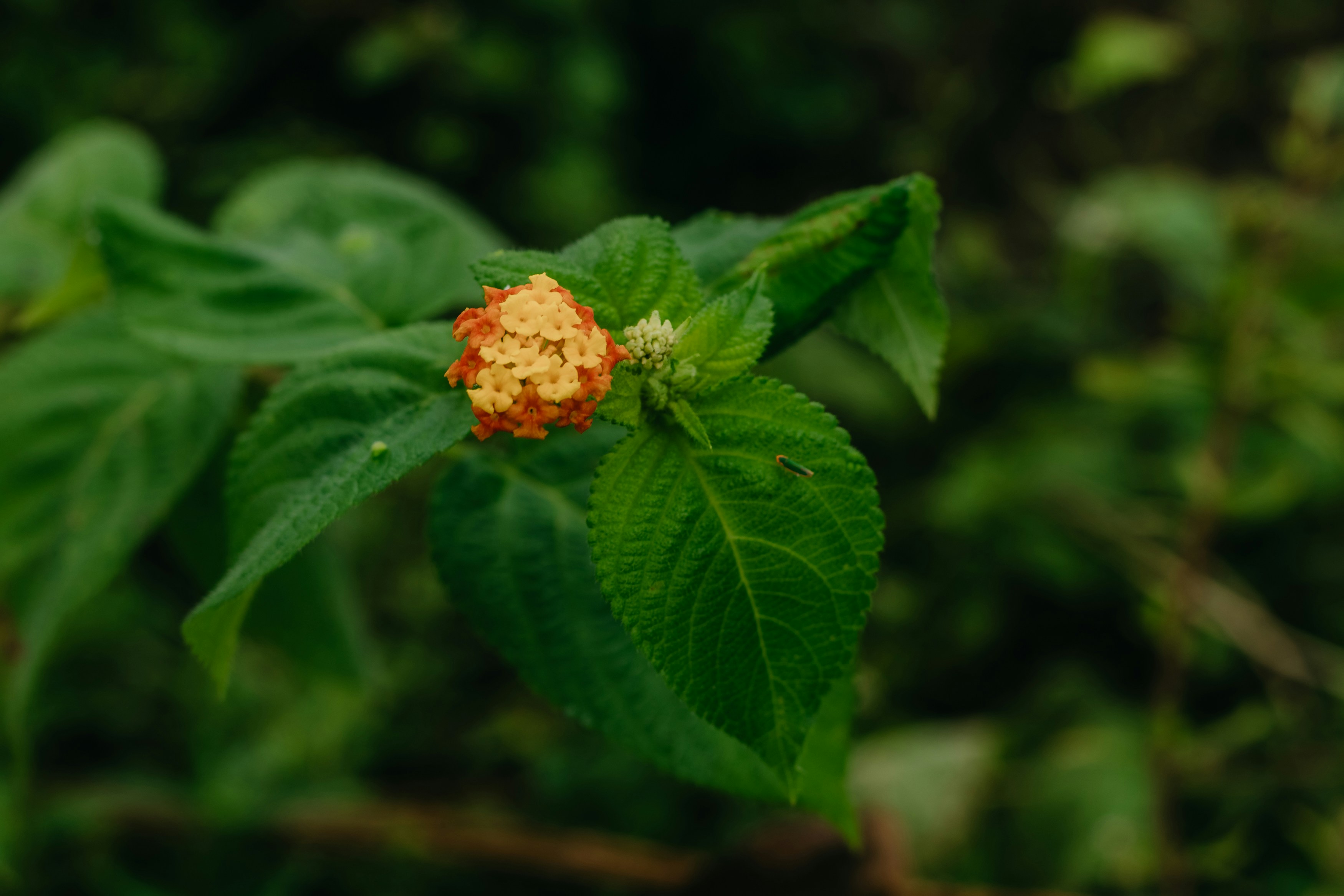 Amber Blossom on Verdant Accents