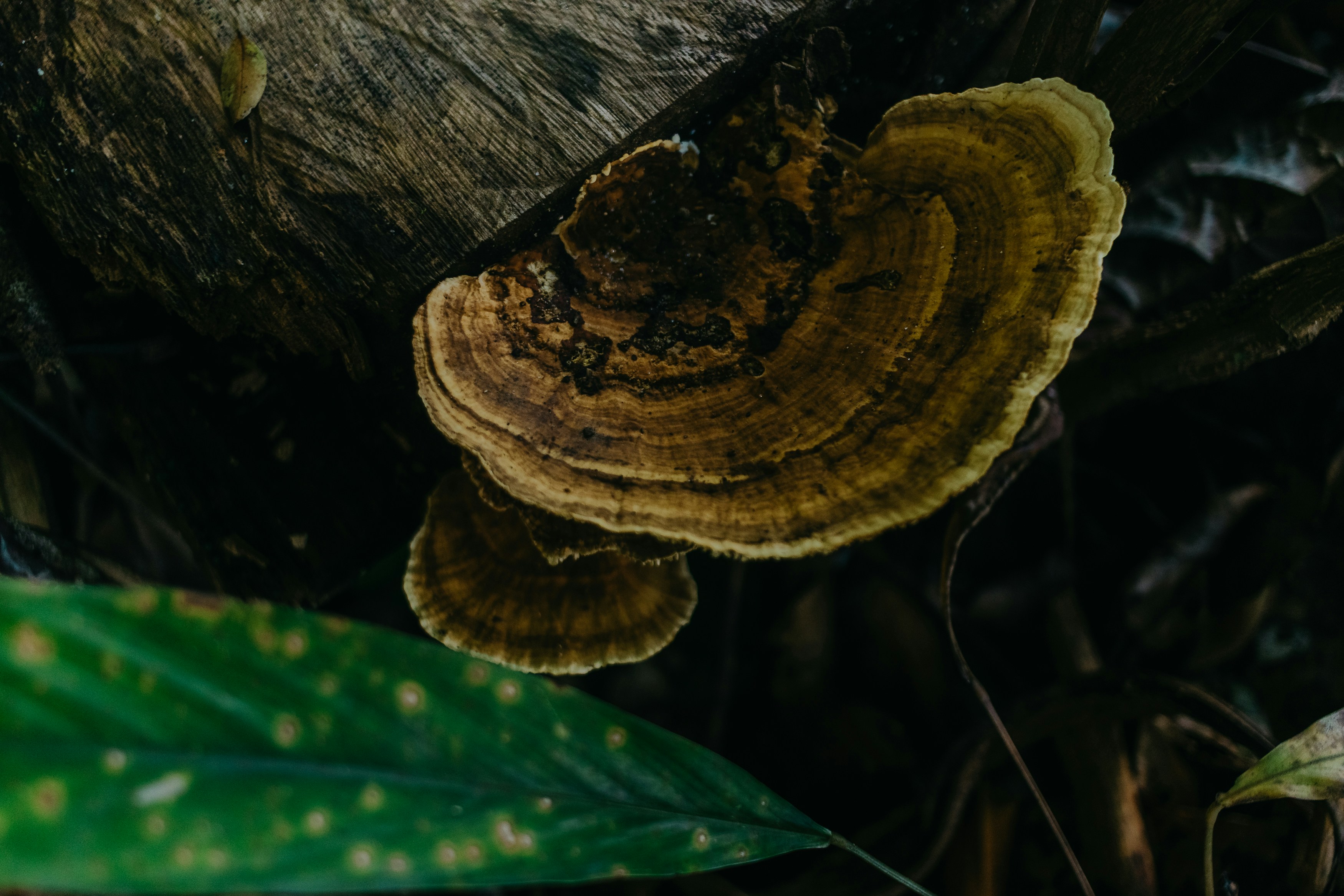 Bracket Fungus on Weathered Wood in Dappled Forest Light
