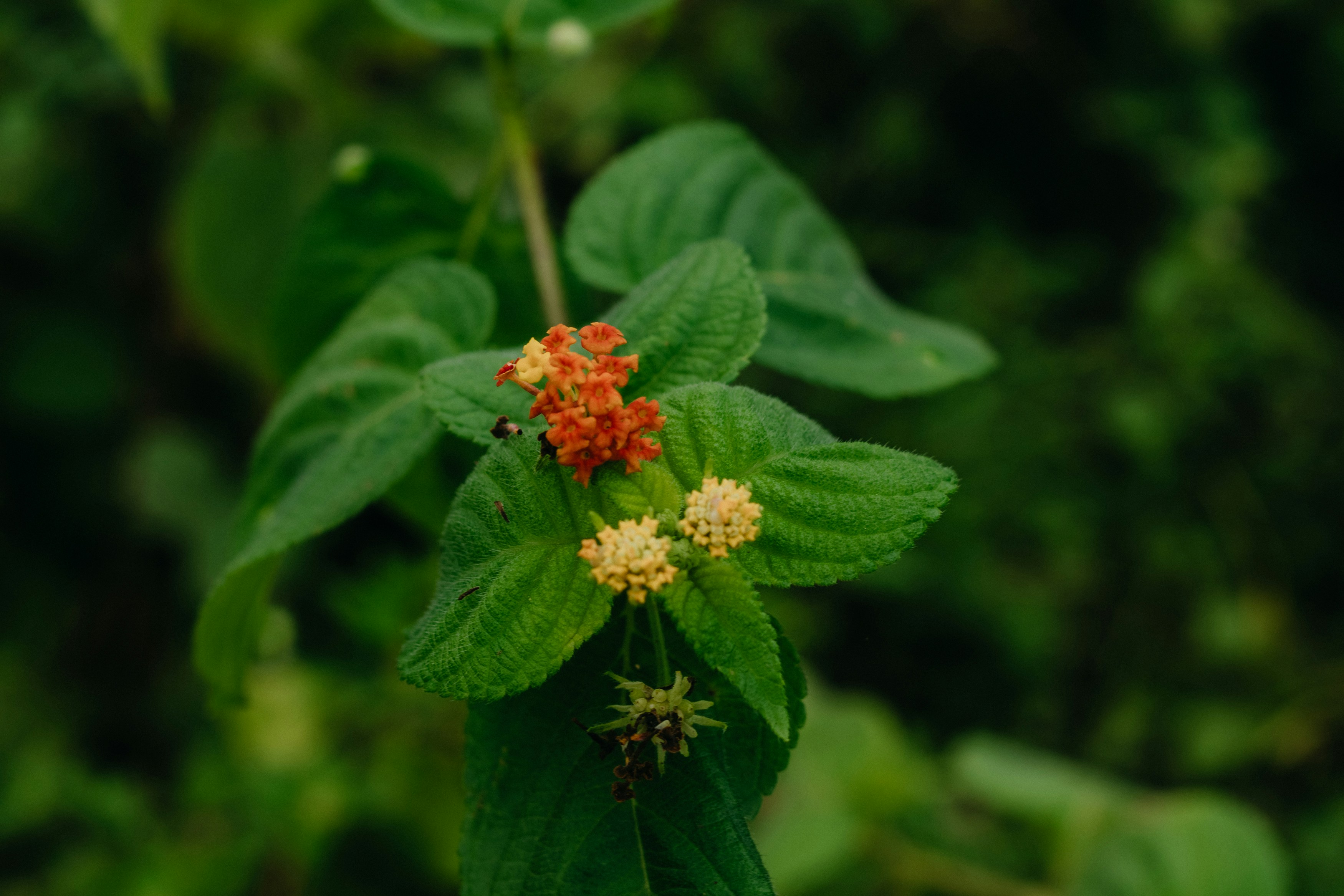 Close-up of Lush Orange-White Clusters on a Verdant Leaf Cluster