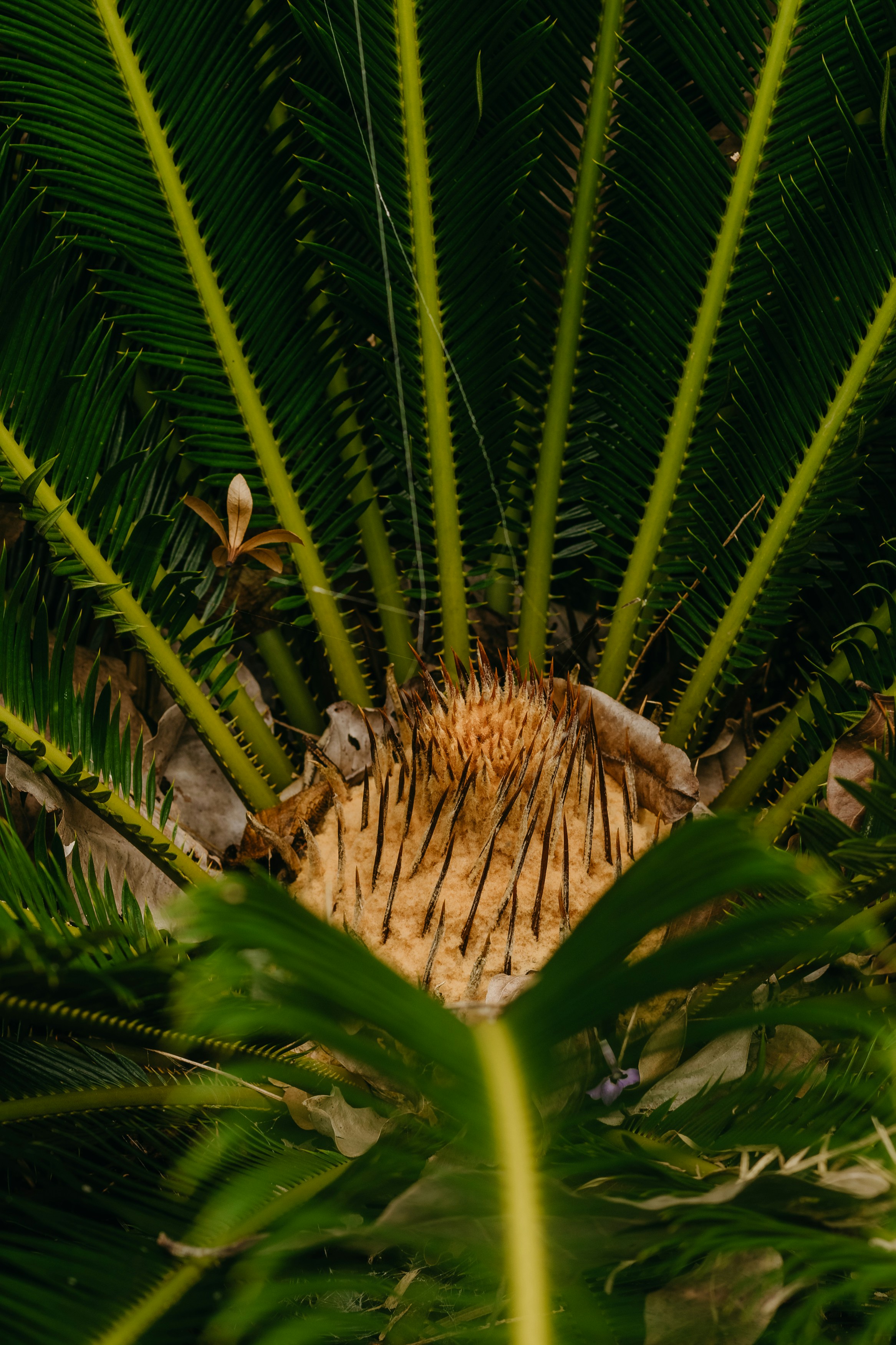 Crowned in Green: The Palm Crown Framing a Central Hum of Fronds