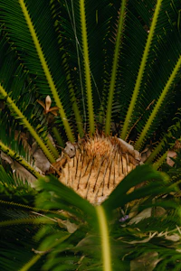 Crowned in Green: The Palm Crown Framing a Central Hum of Fronds