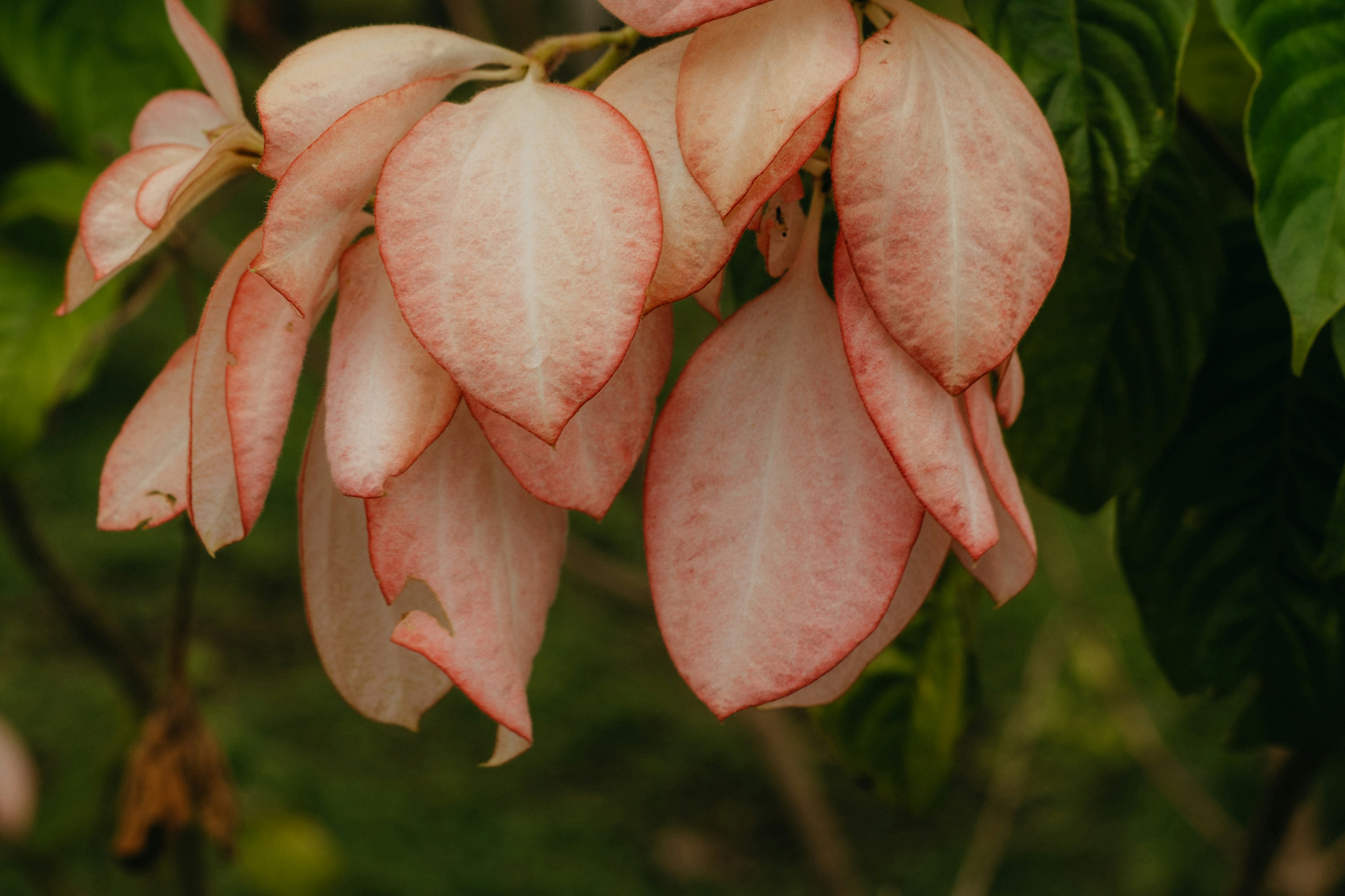 Petal Lanterns: Soft Pink Foliage Gathered in Quiet Light
