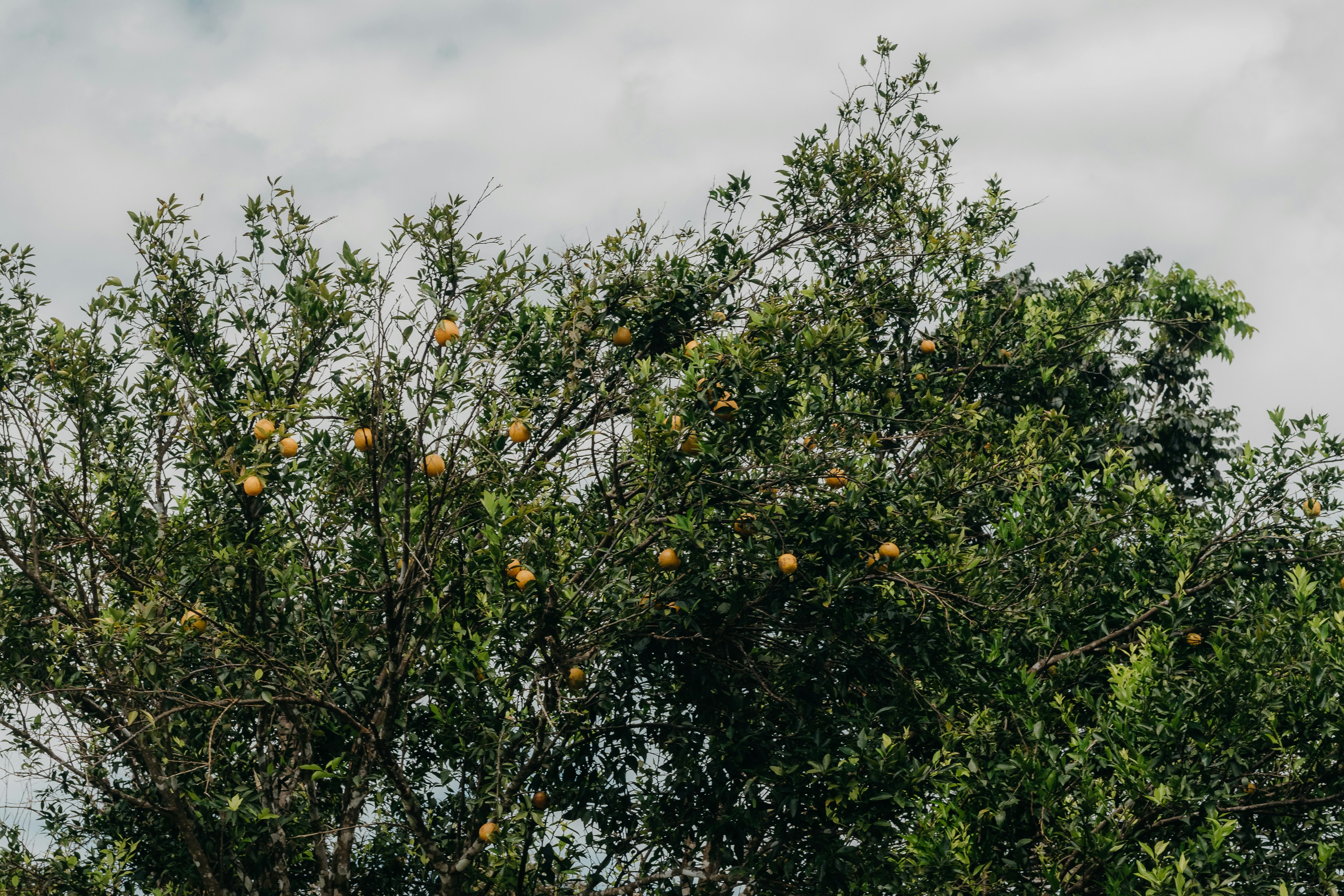Orchard Canopy: Orange Orbs Among Green Limbs