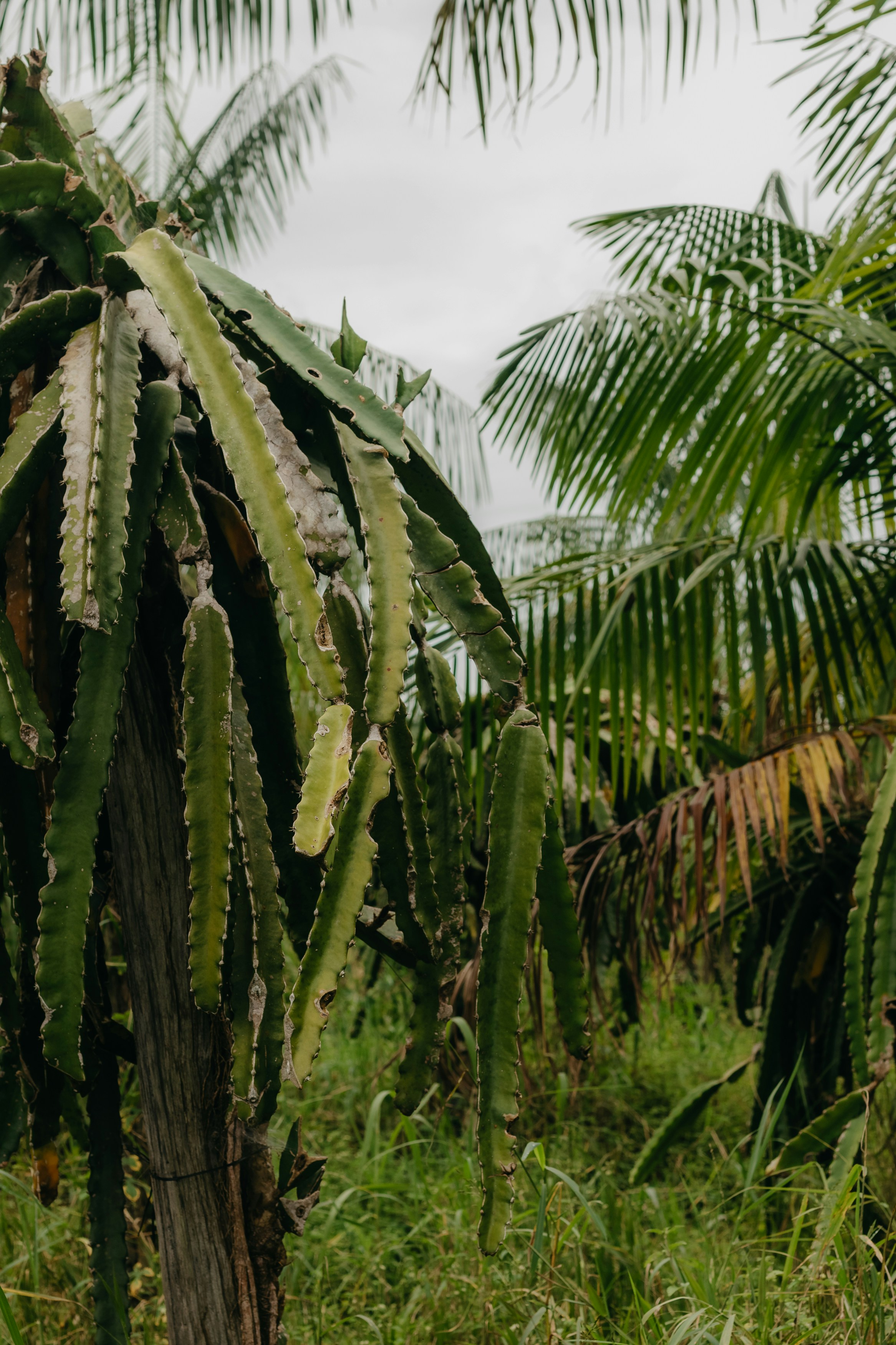 Cactus Fronds Against a Palm-Laced Sky