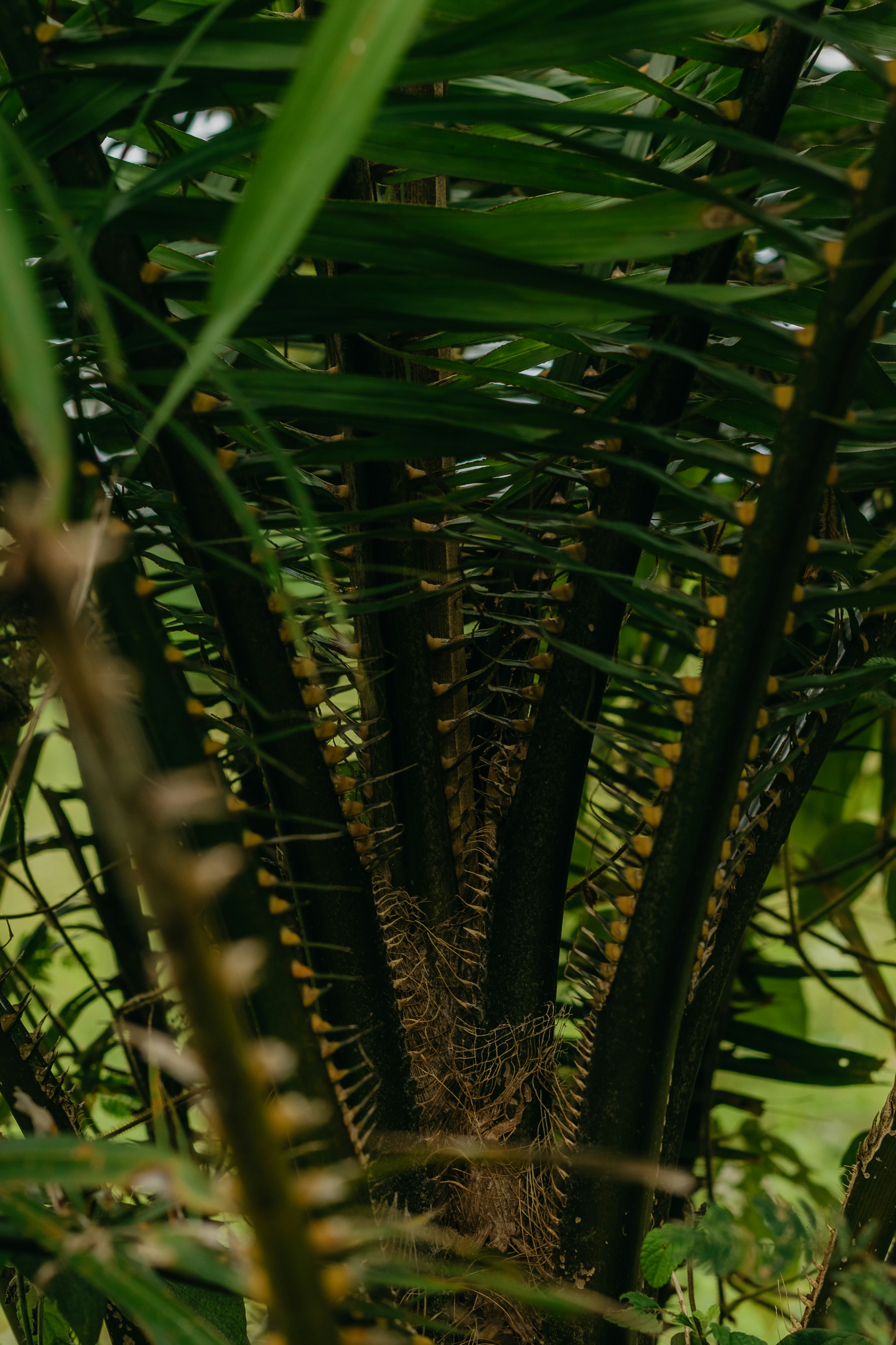 Axial Ferns: A Trunk City Emerges from the Dense Fronds