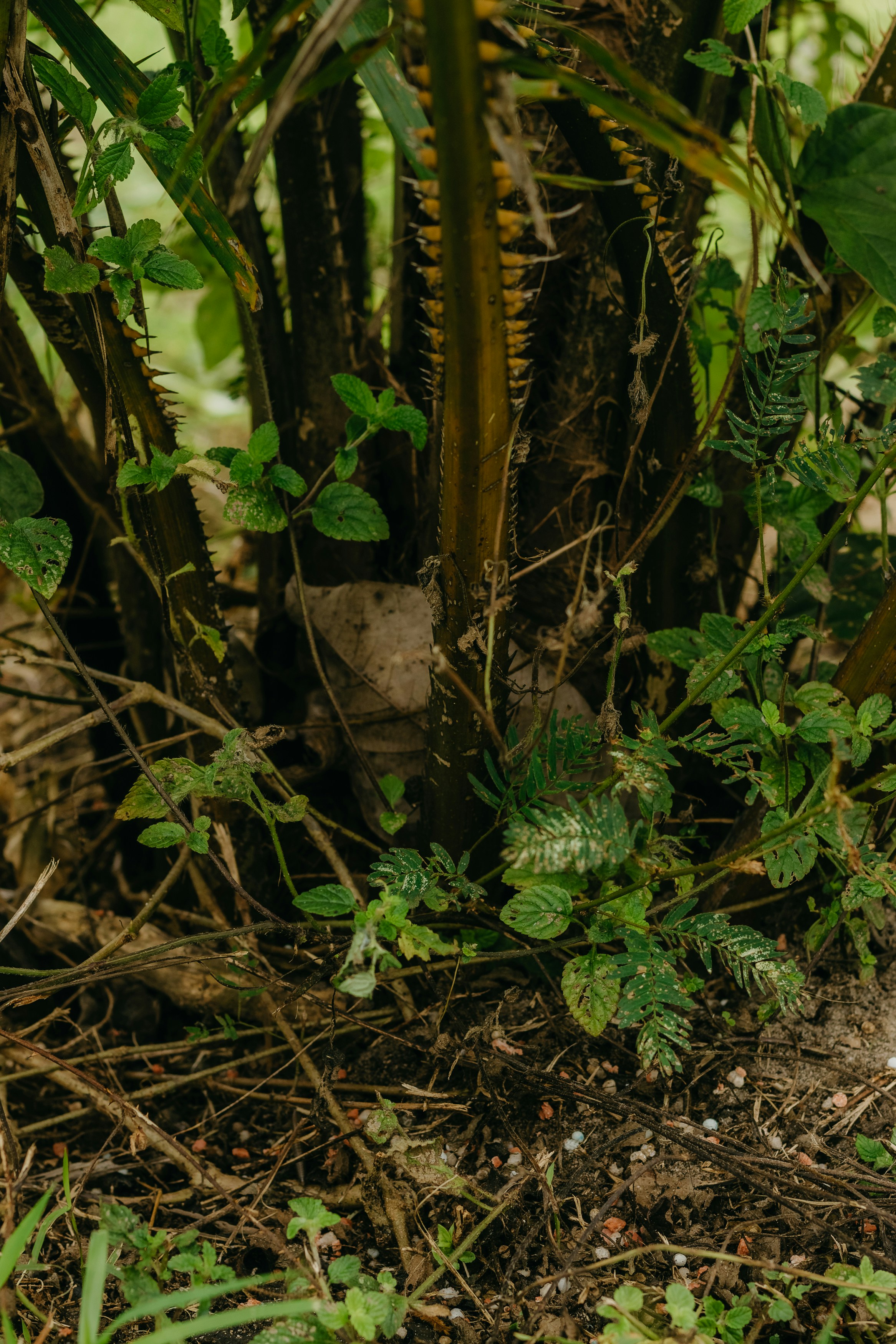 Dense Foliage Encircling a Central Plant Stem