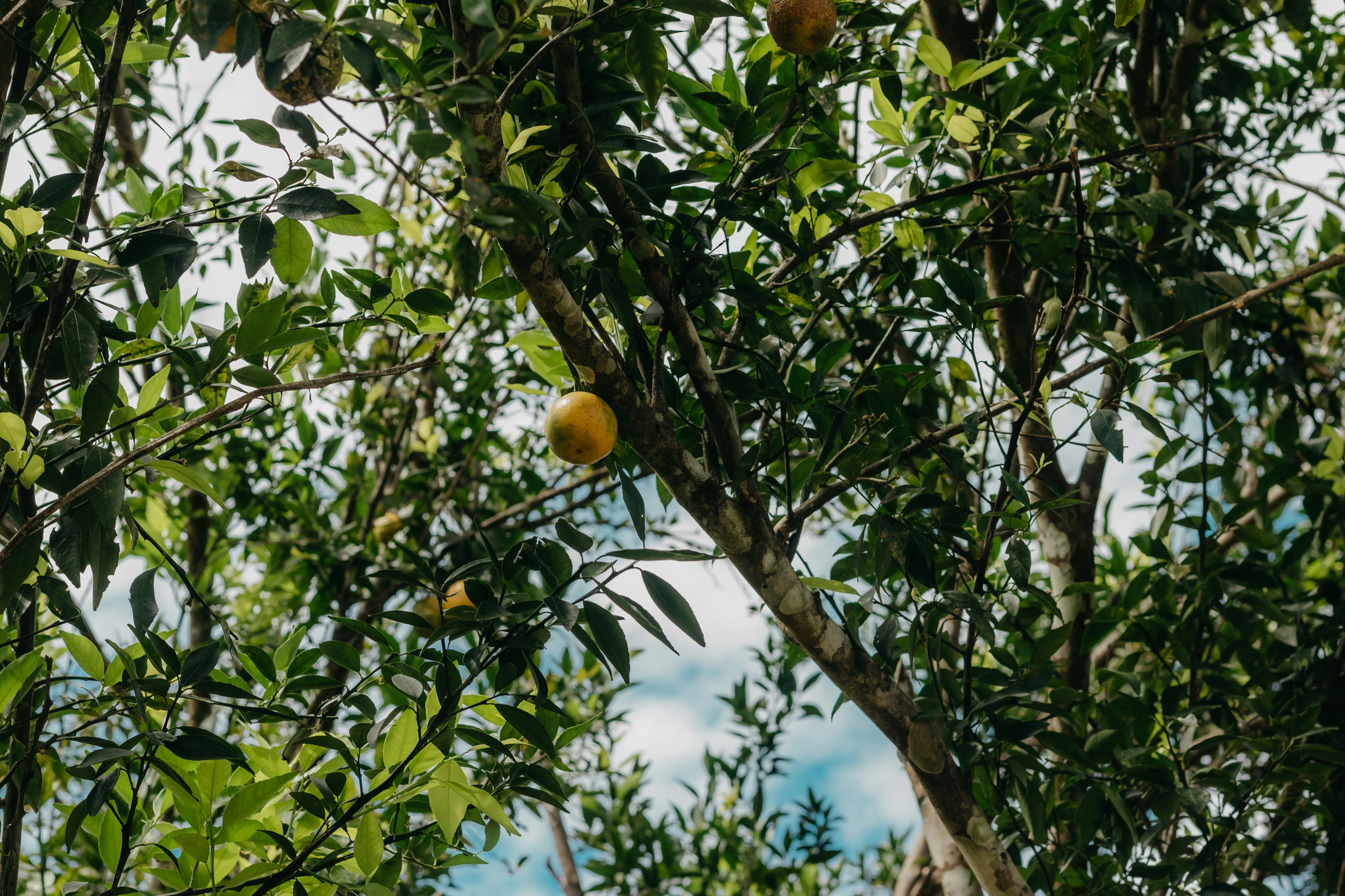 Orchard Gaze among Tangerine Branches