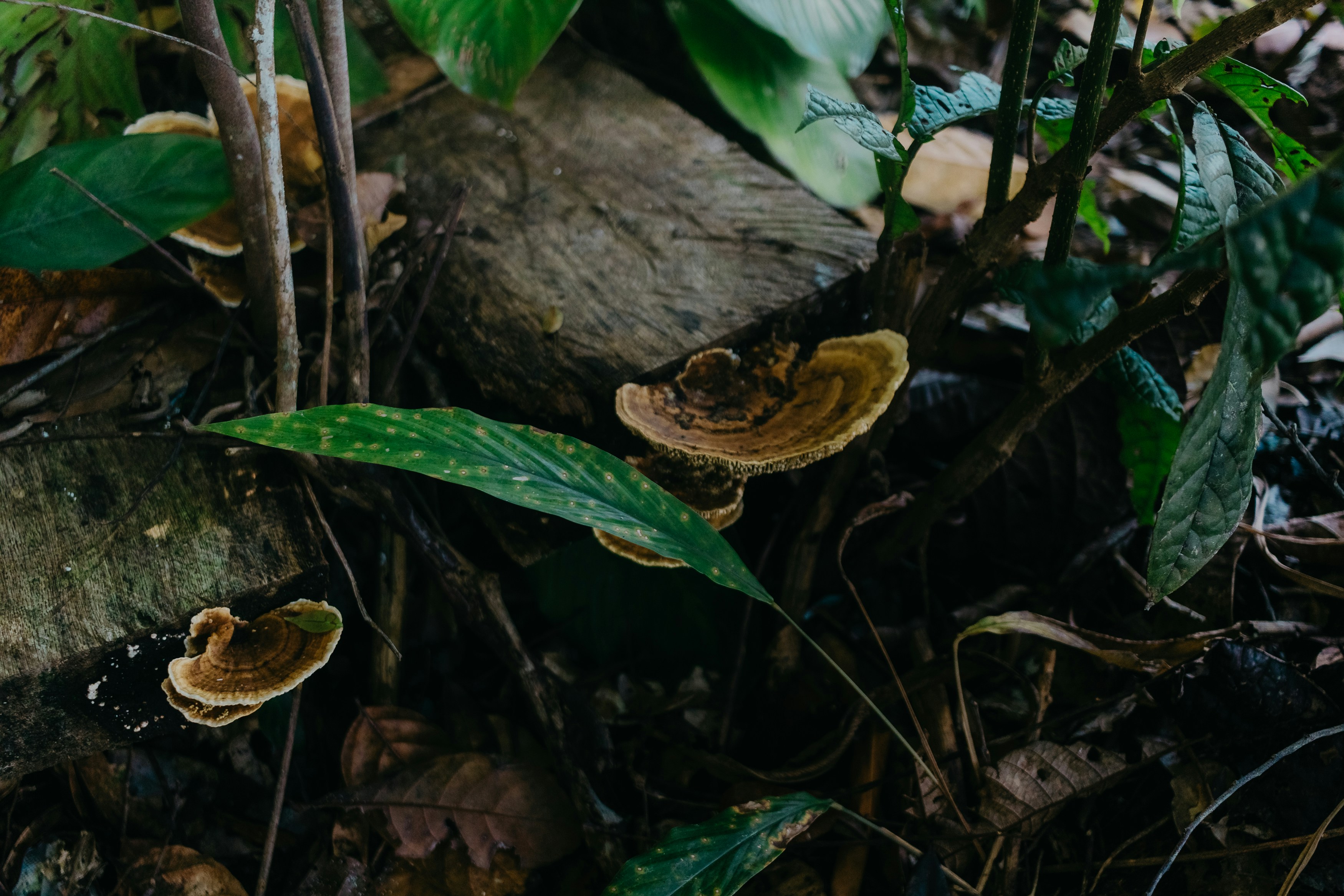Mushrooms among damp leaves: forest floor micro-habitat