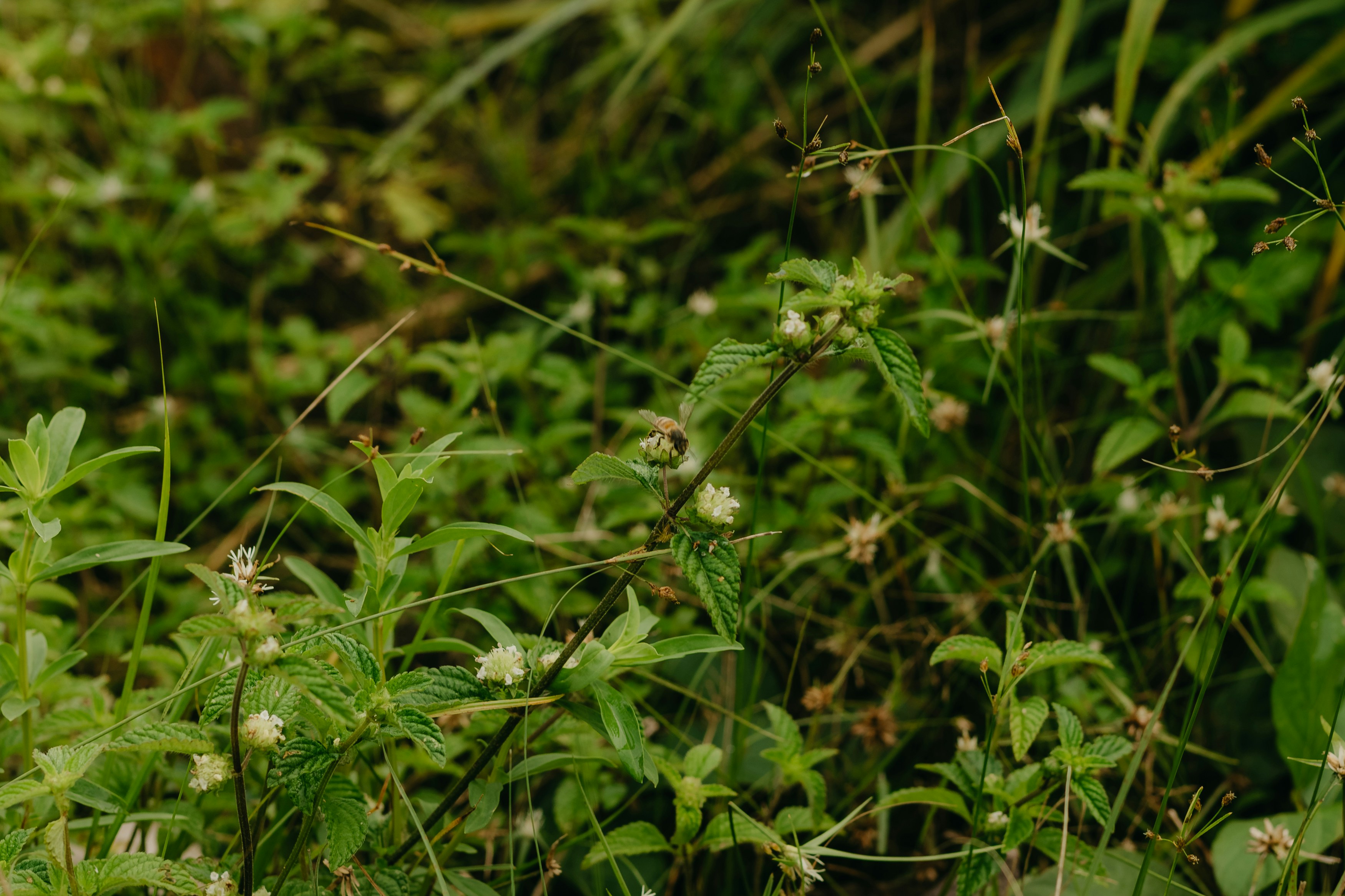 Tangled Meadow: Delicate Stems and Small White Flowers in Dense Groundcover