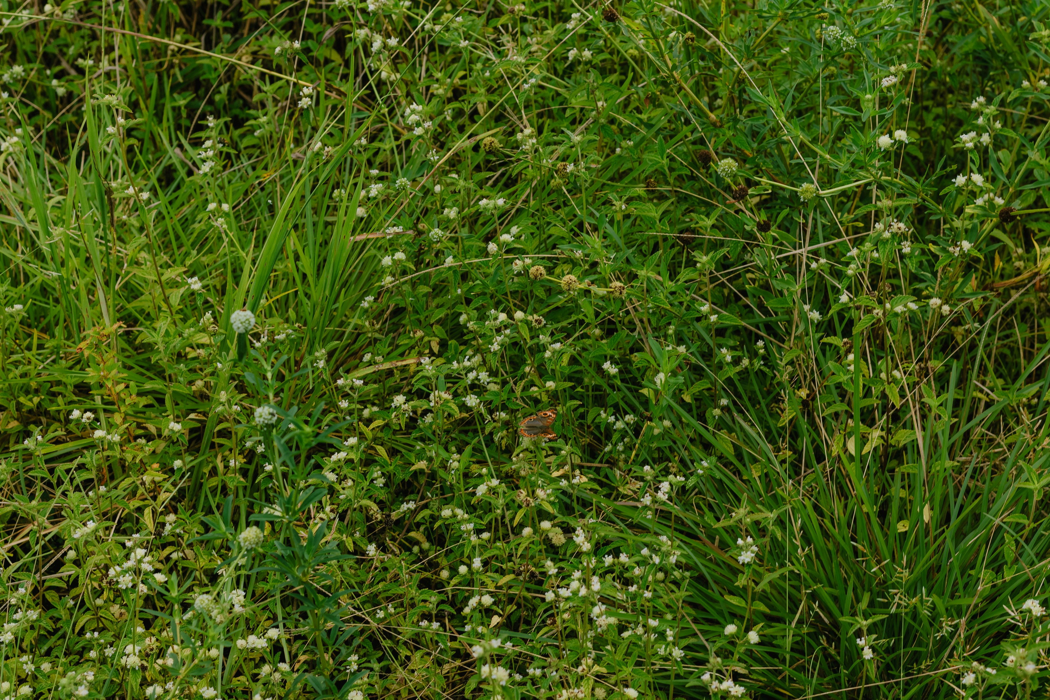 Soft Meadow Mosaic: Delicate Wildflowers Amid Grasses