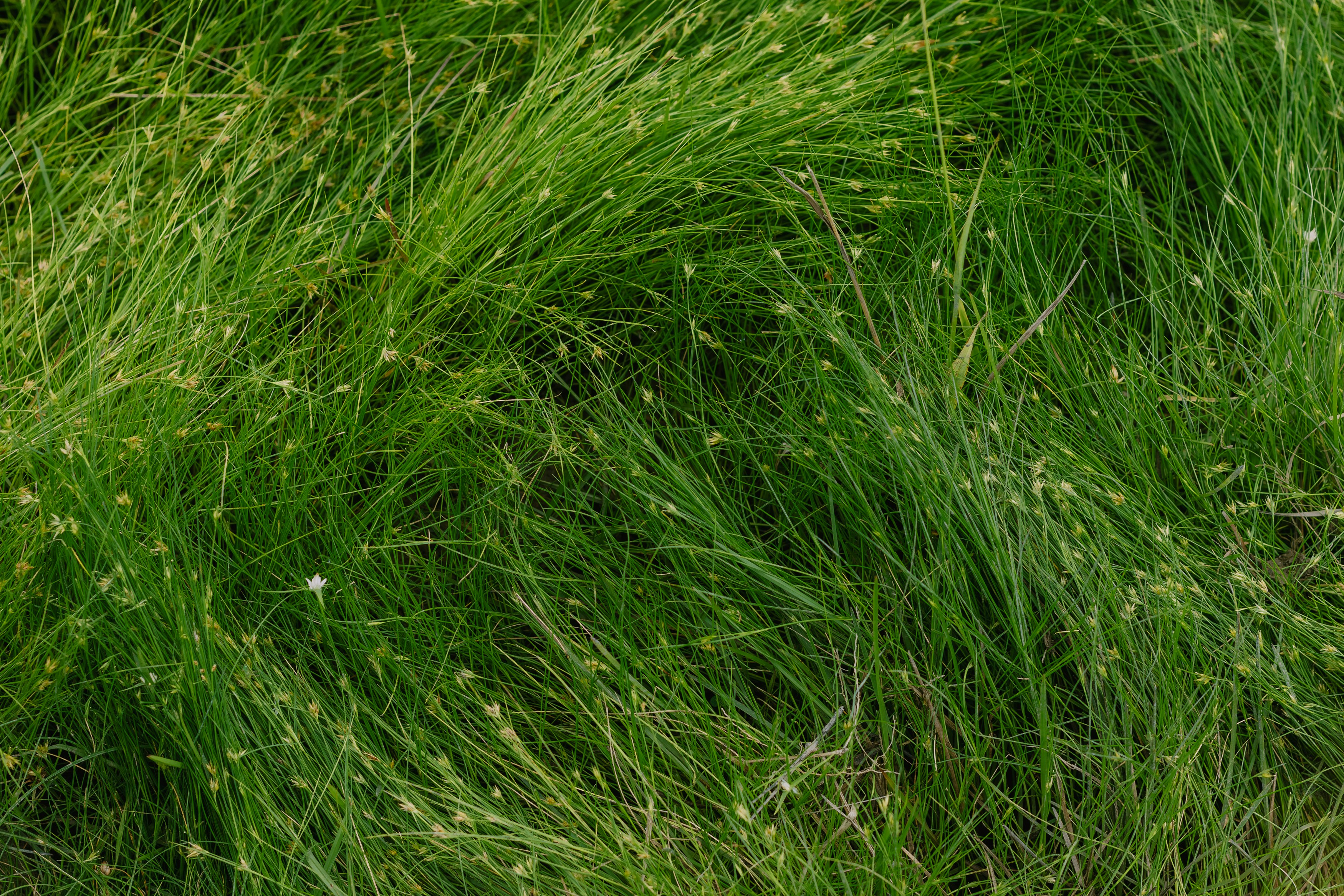 Hidden Meadow: A Close Shave with Grass and Sunlight