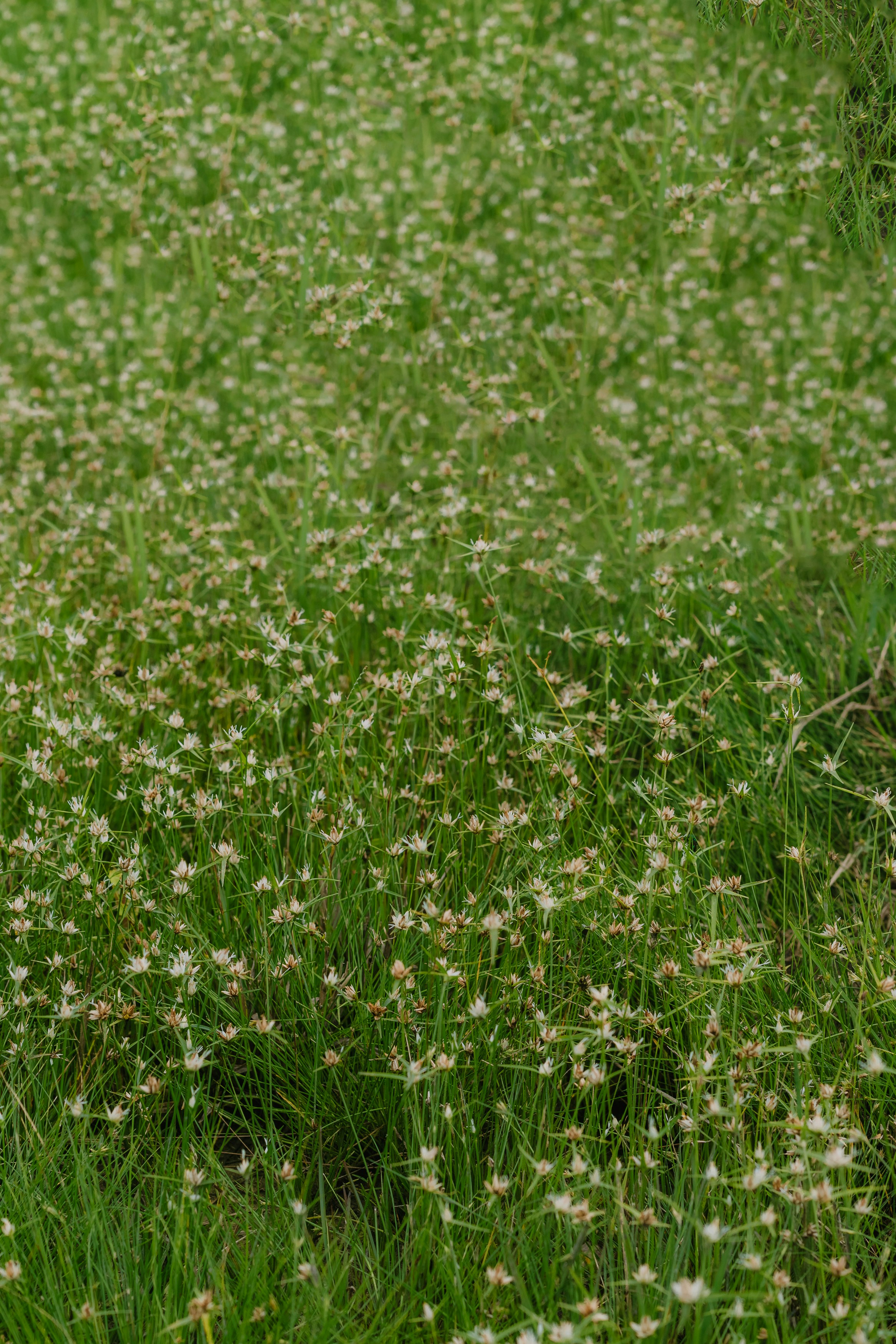Dense meadow of small white blossoms among green stems, captured at a broad perspective to emphasize the carpet-like texture of wildflowers. A natural landscape scene with no human elements.