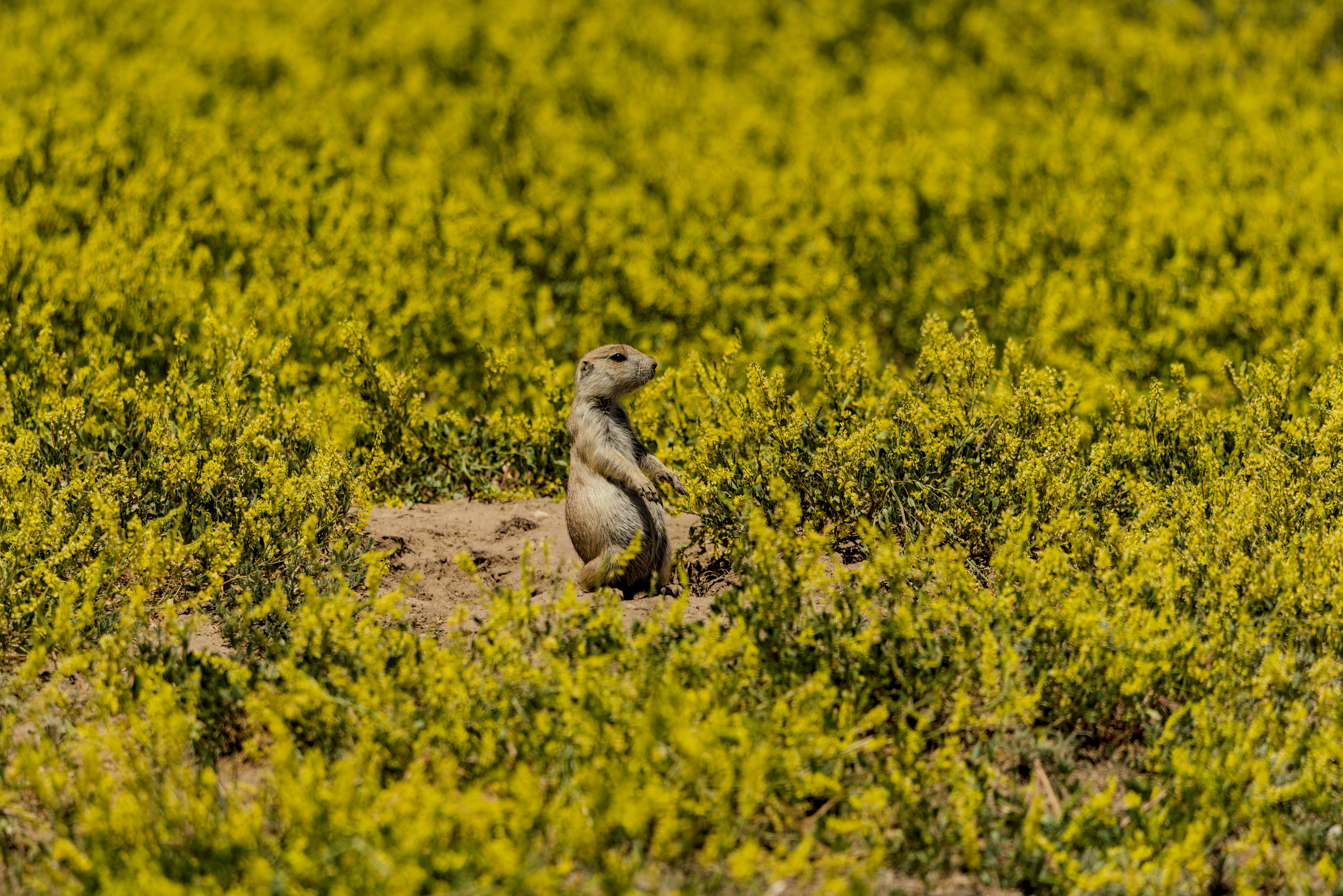 A solitary meerkat stands alert amid a sea of yellow wildflowers