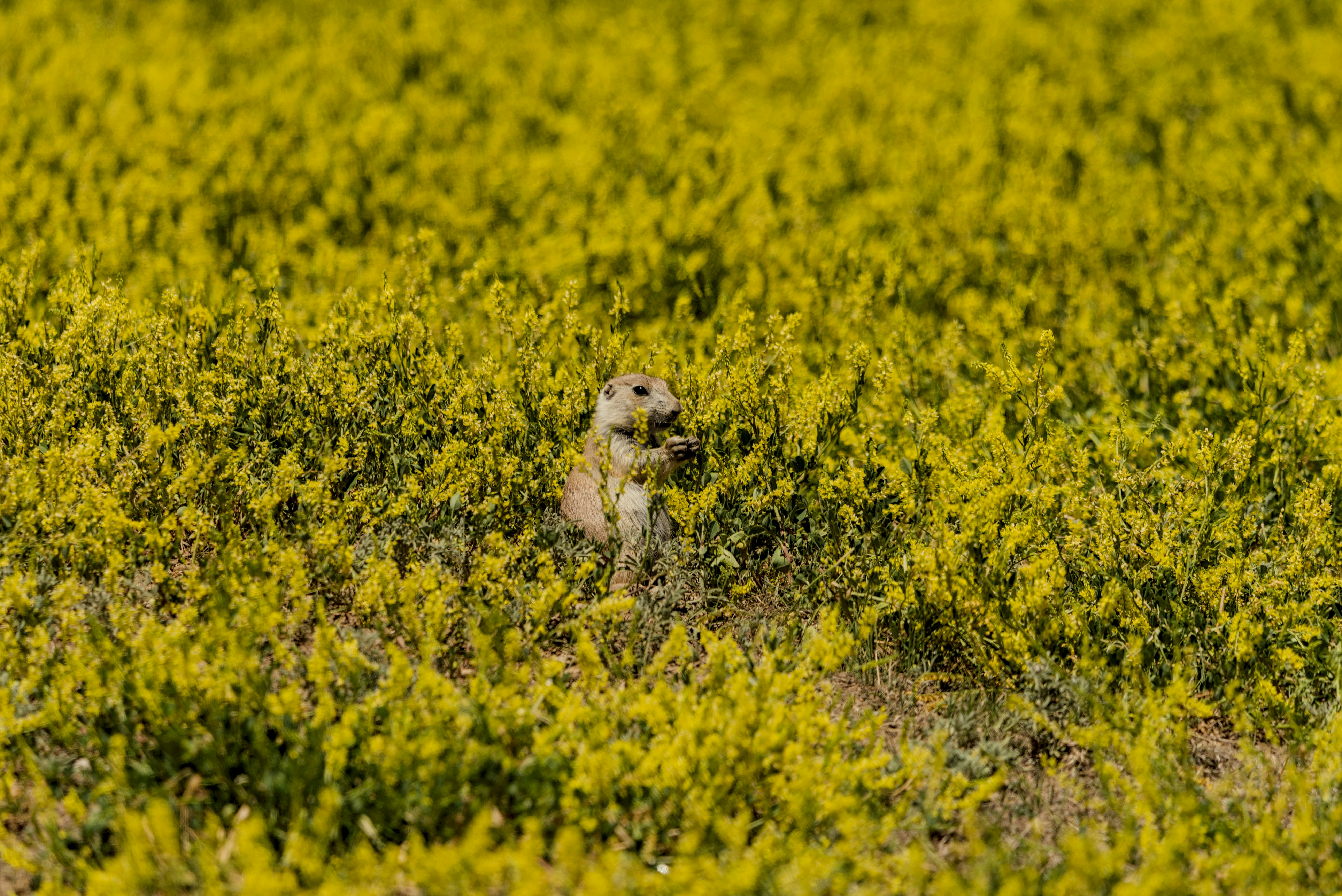 Silent Pup in a Sea of Yellow Flowers