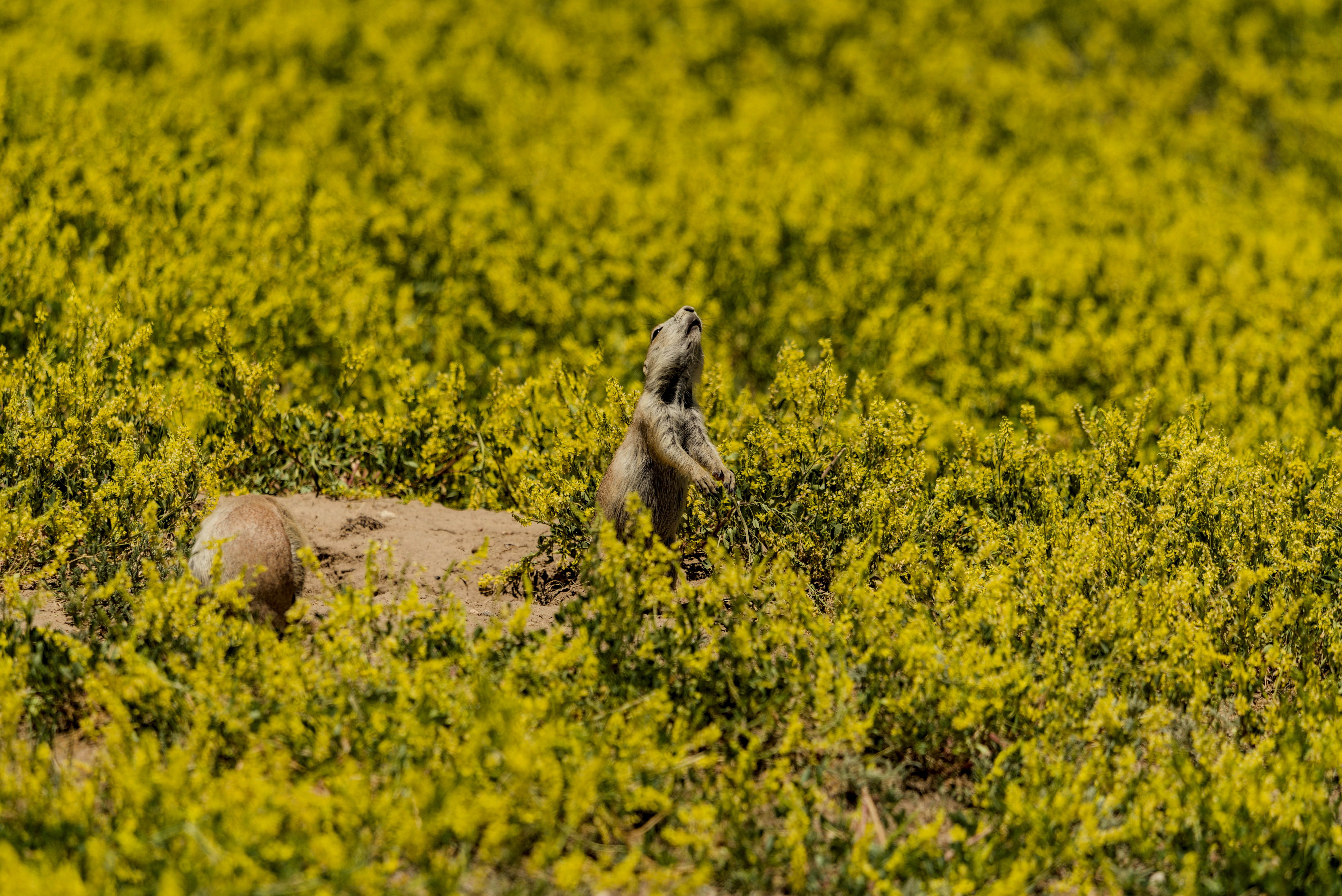 Springtime Sentinel: Ground Squirrel Amid Golden Sheets