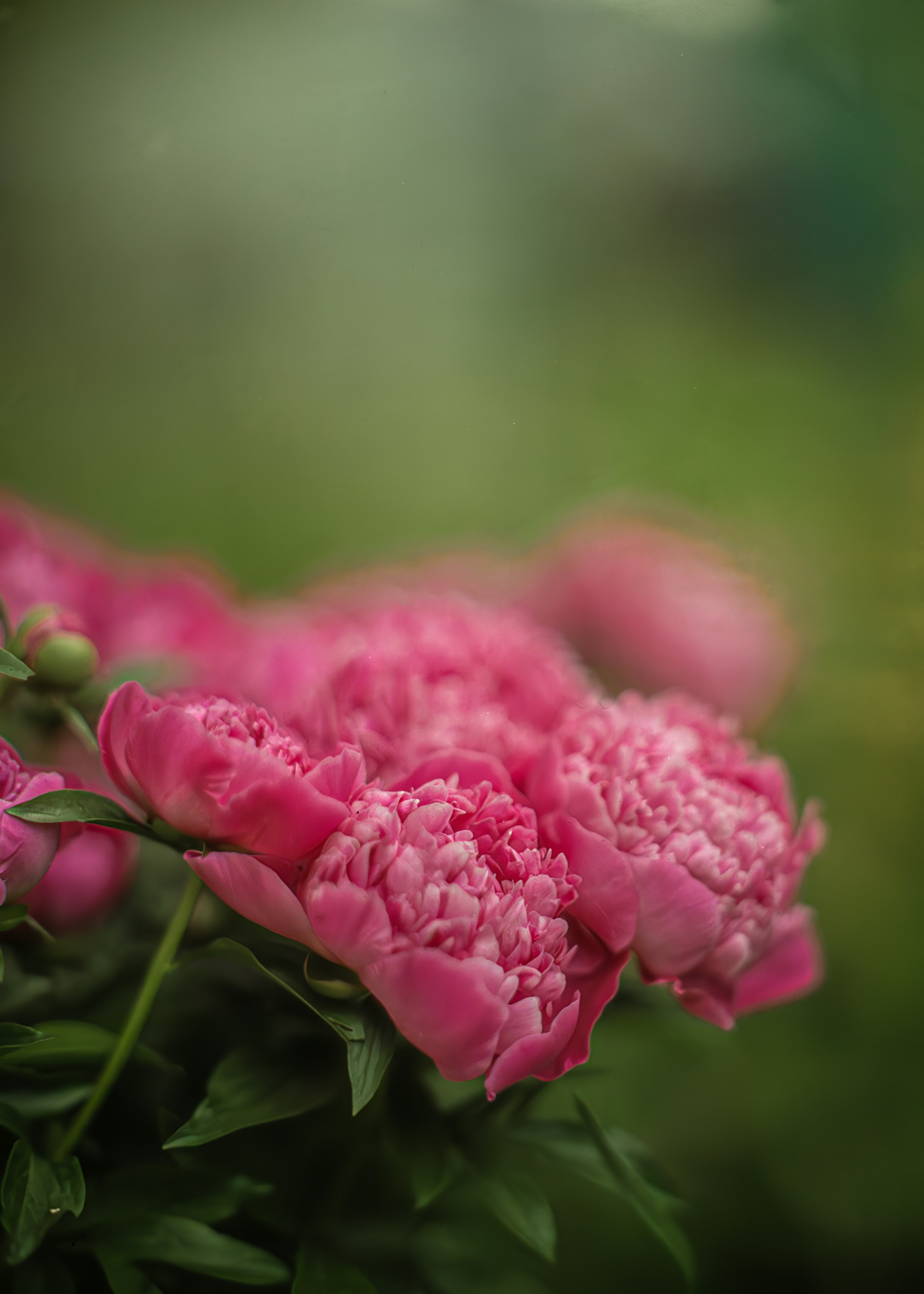 Bountiful Peony Cascade in Soft Focus