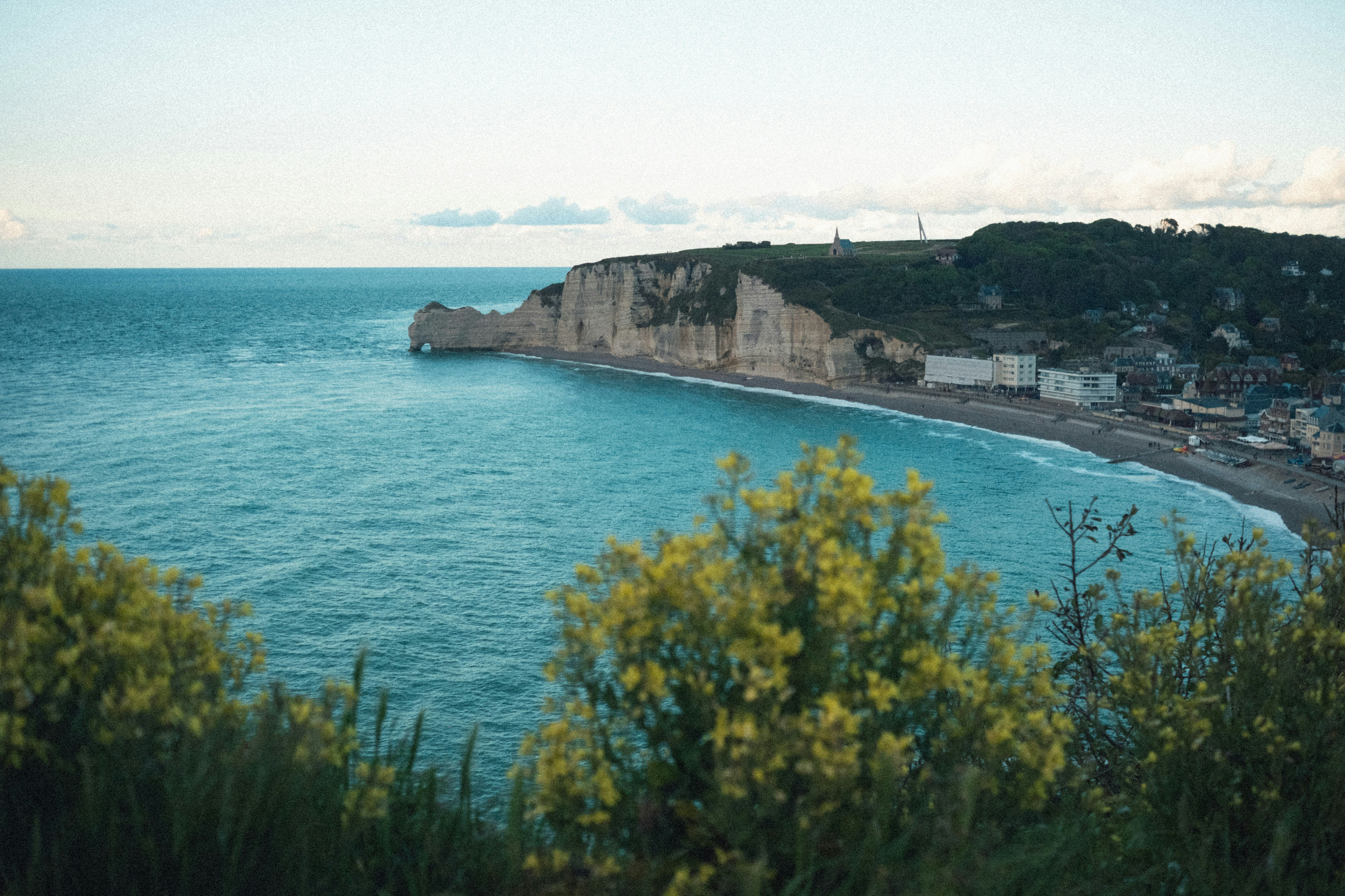 Cliffside Seascape: Golden Asters in the Foreground