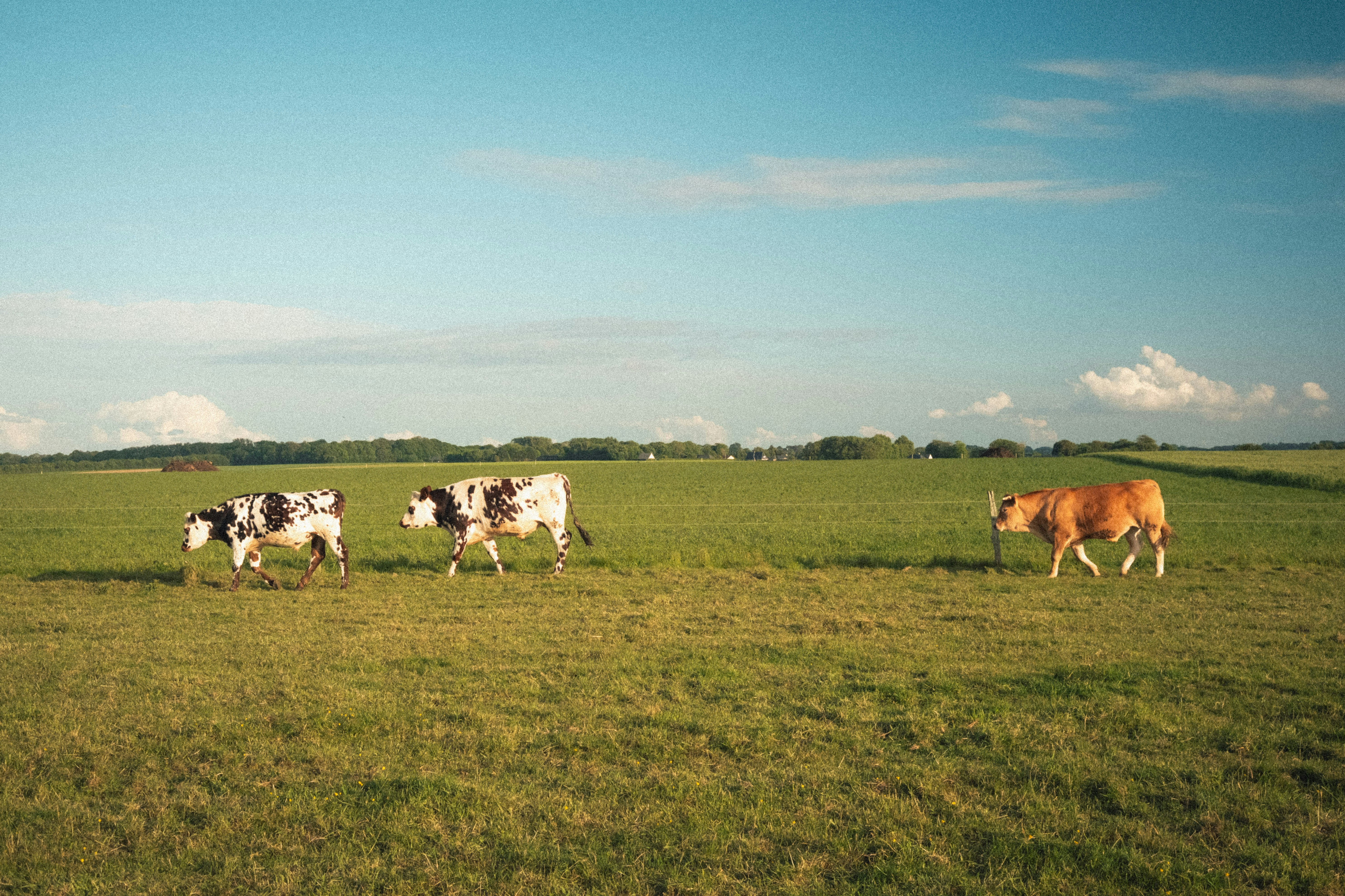 Three cows in a green field under a blue sky.