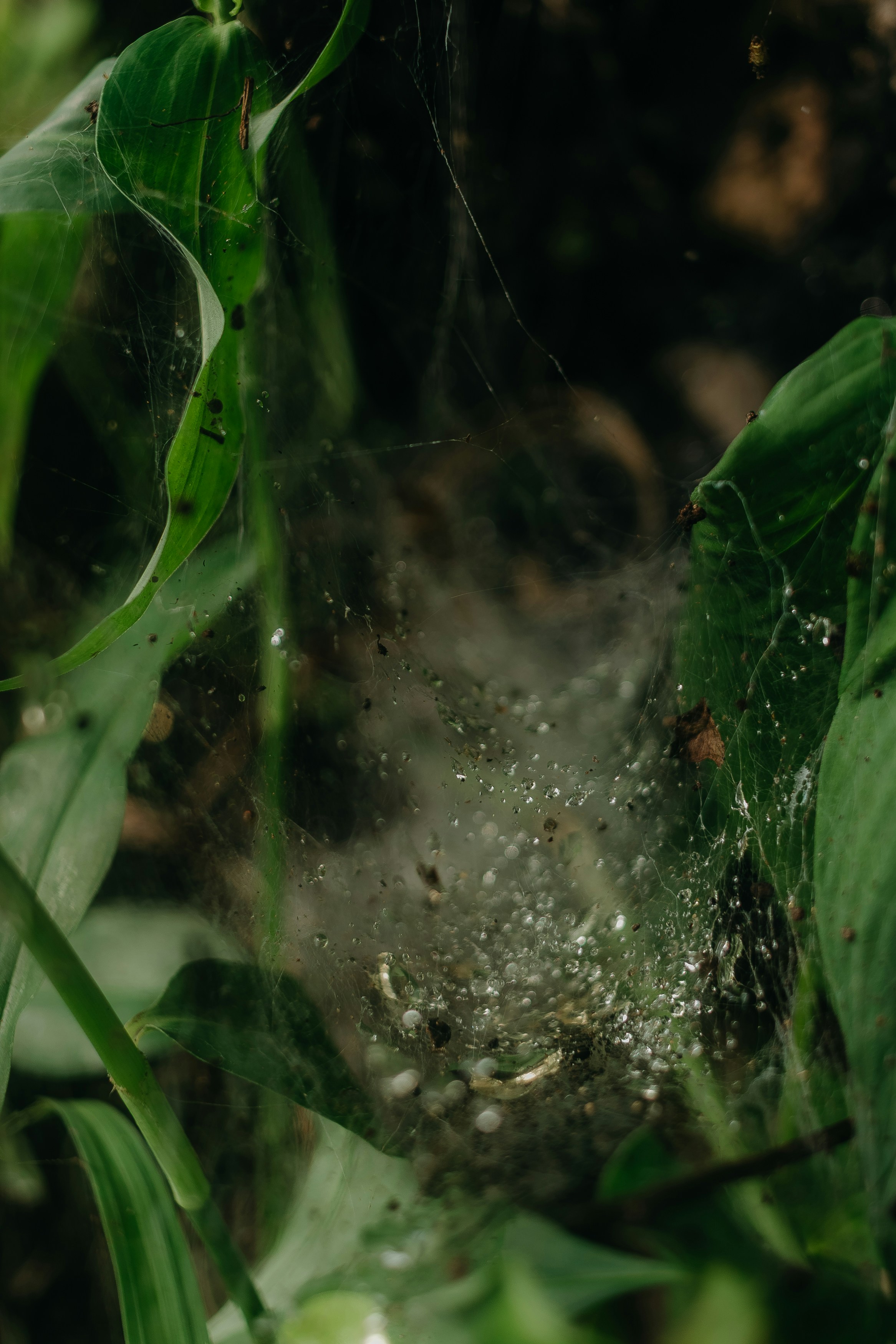 Web of Green: a Dewy Spider’s Veil Between Leaves