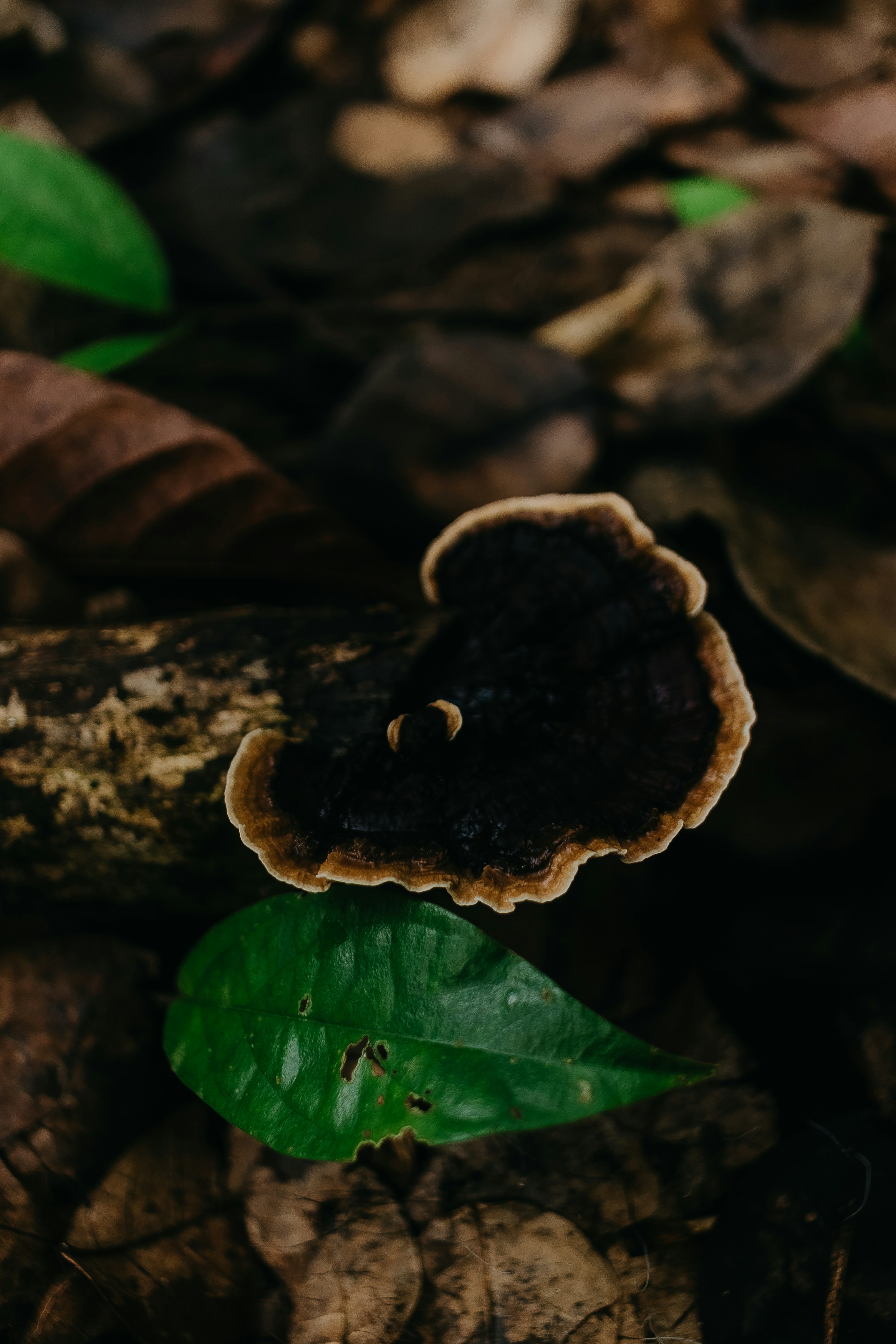 Forest Floor Mold: A Dark Shelf with a Velvet Edge