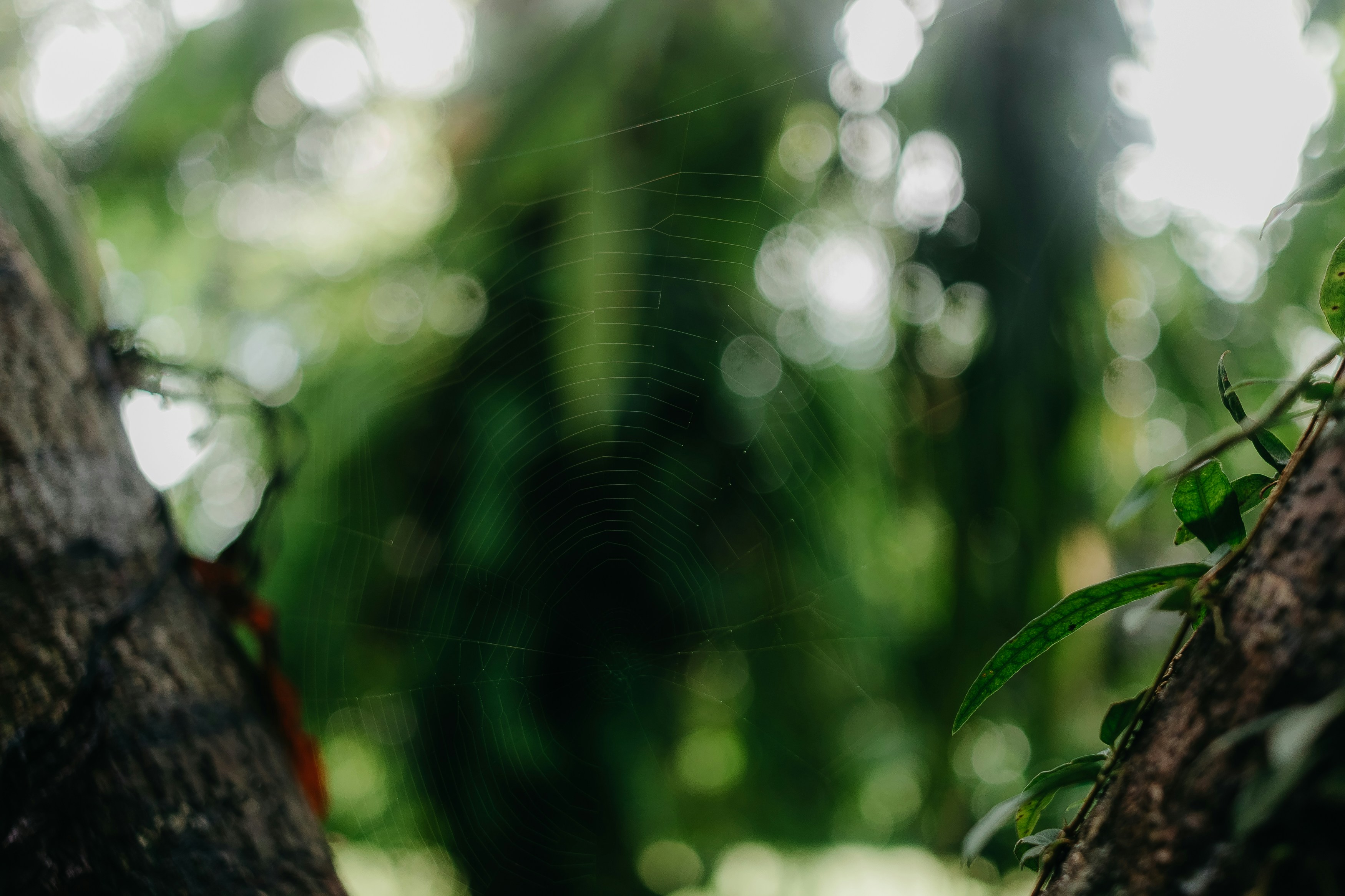 Centered Web Veil: A Spider’s Silk Between Trunks