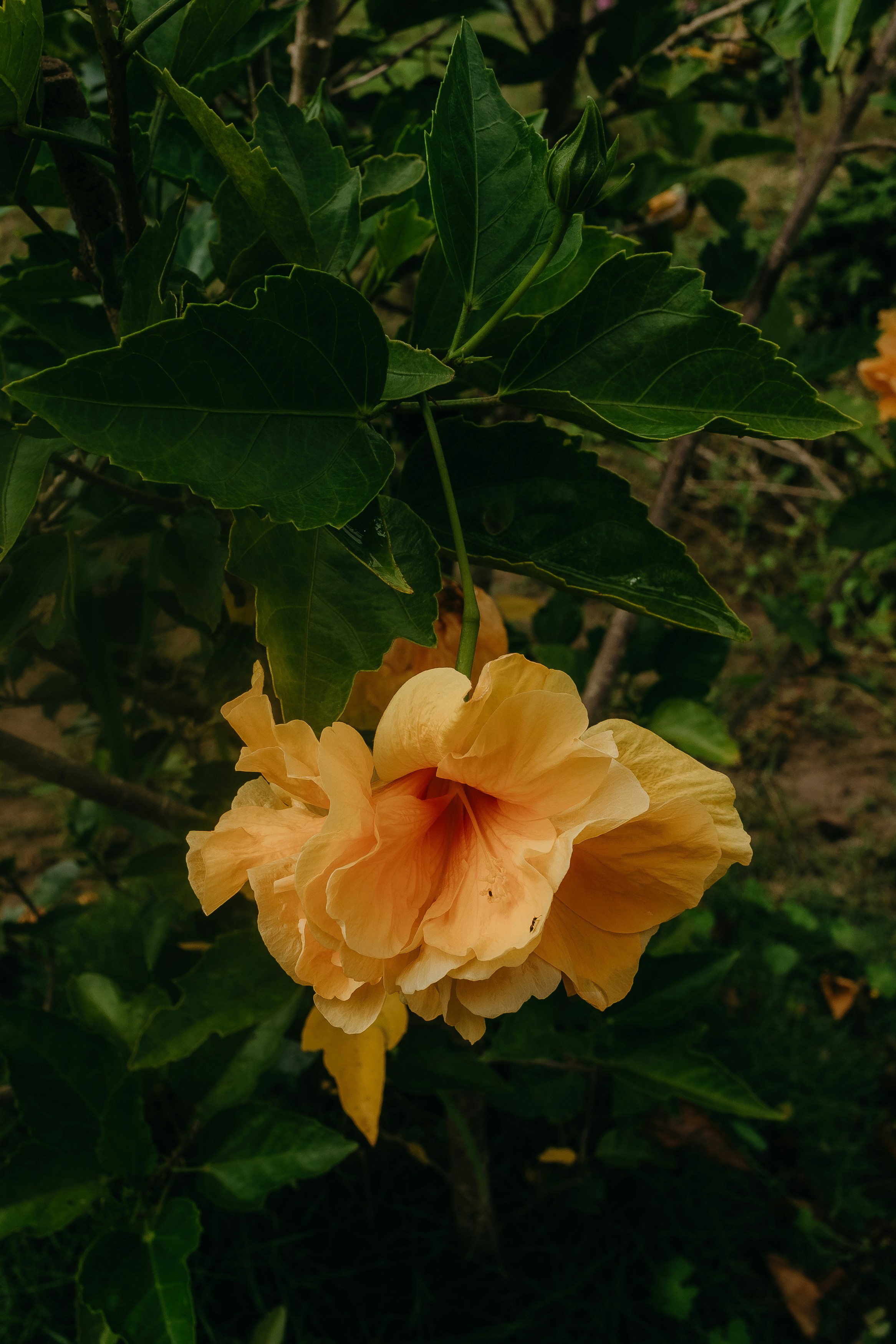 Amber Hibiscus in Quiet Green Frame