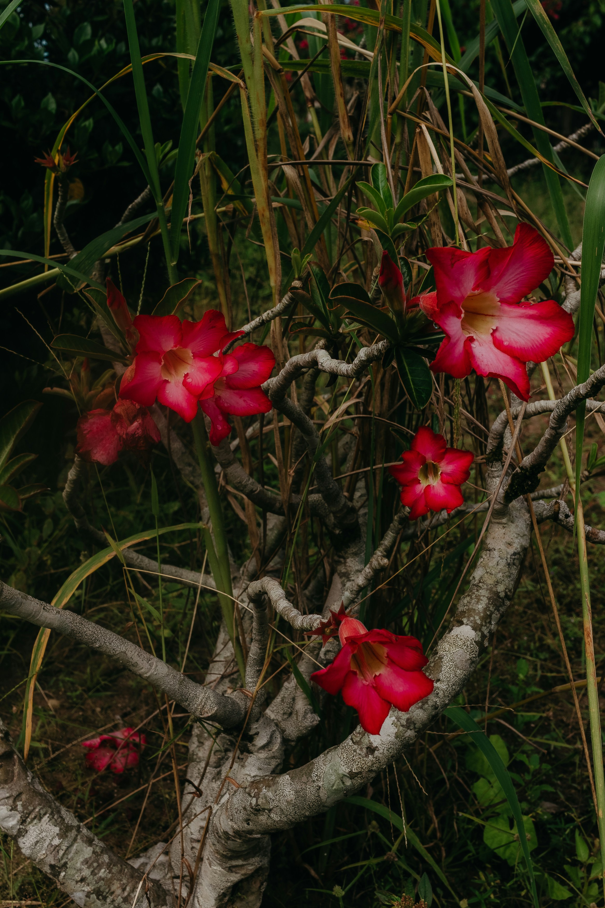 Crimson Blooms Among Weathered Branches