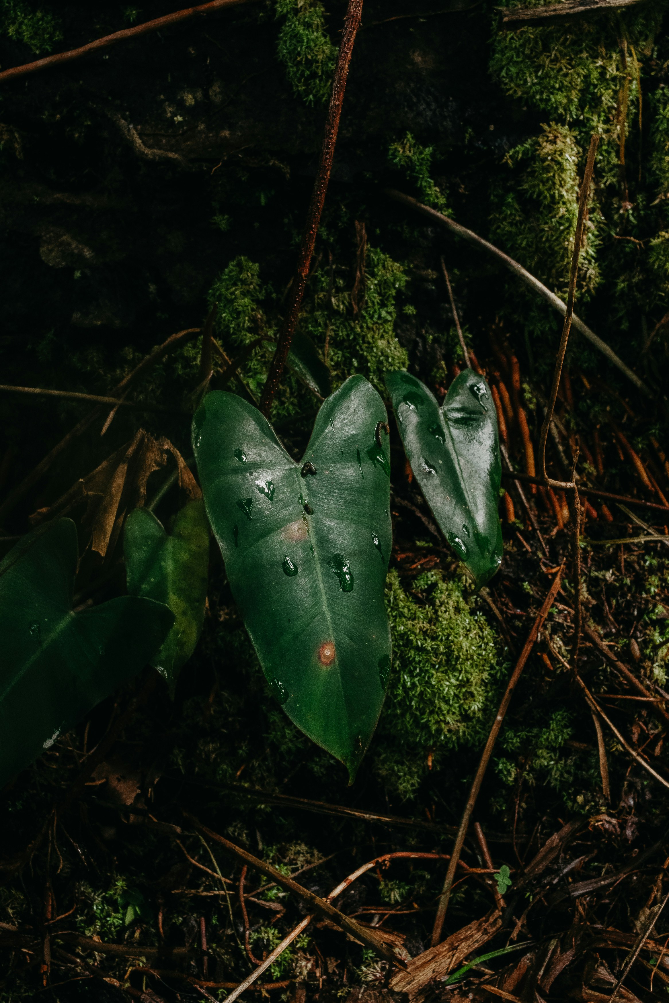 Emerald Leaves Among Forest Floor Moss