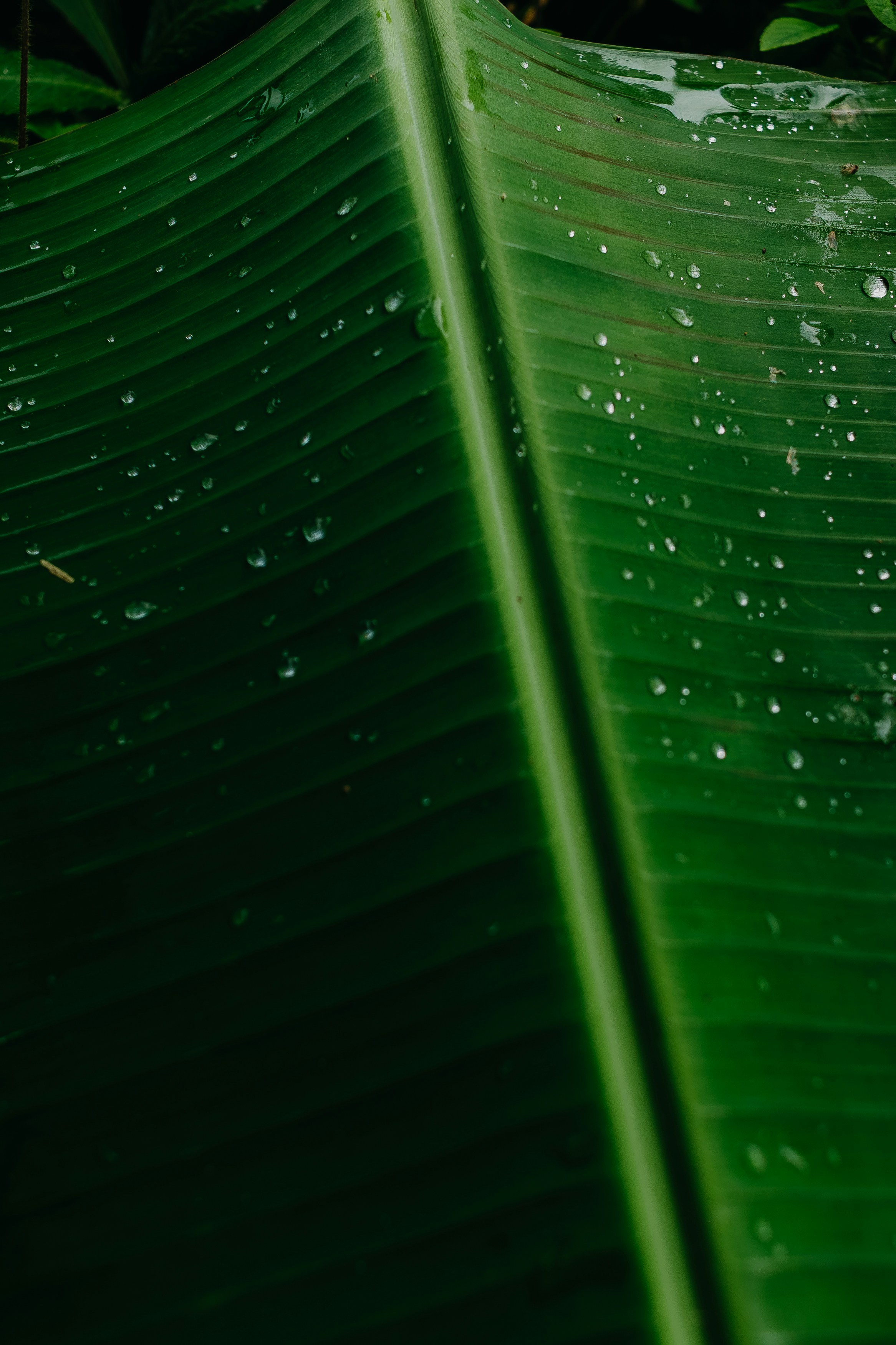 Green Veil: A Close-Up of Moisture on Banana Leaf Veins