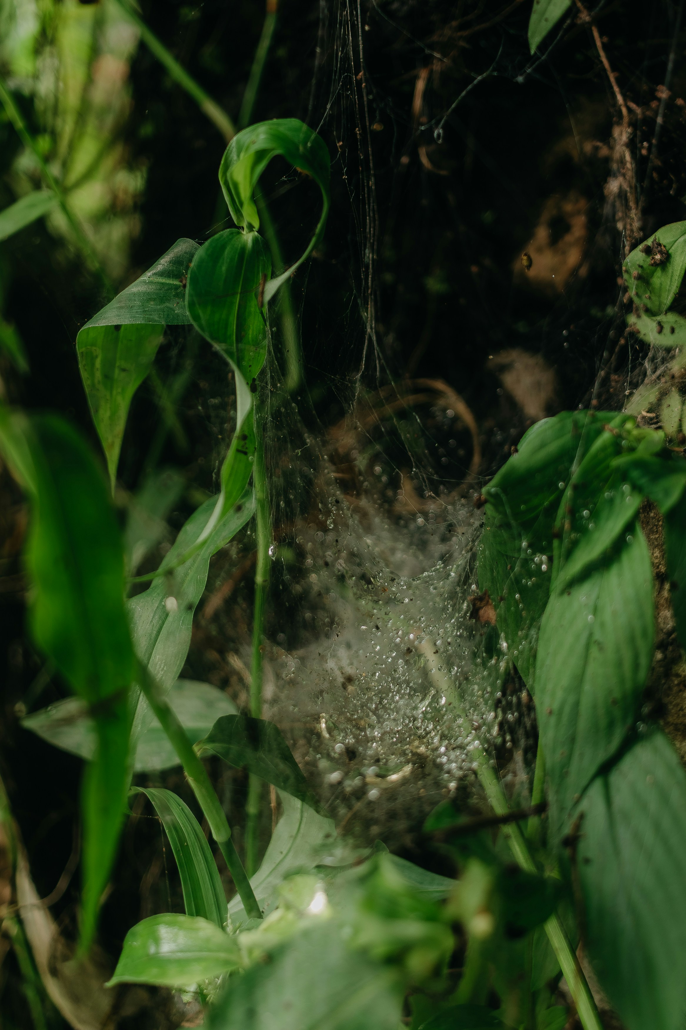 Spider Silk in a Green Vale: Hidden Web Amid Jungle Leaves