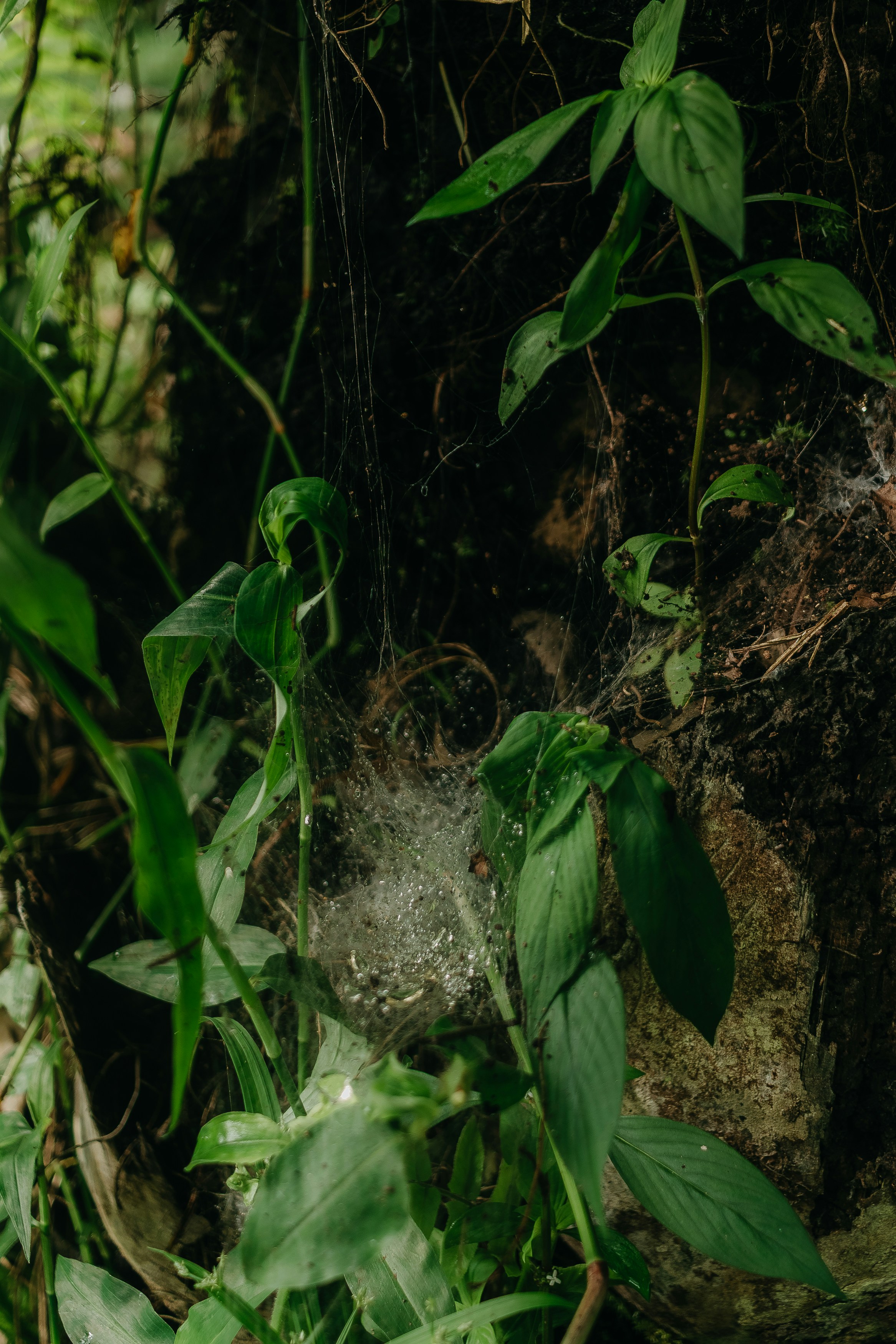 Green Veil on a Mossy Wall: Vines and Webs in a Quiet Forest nook