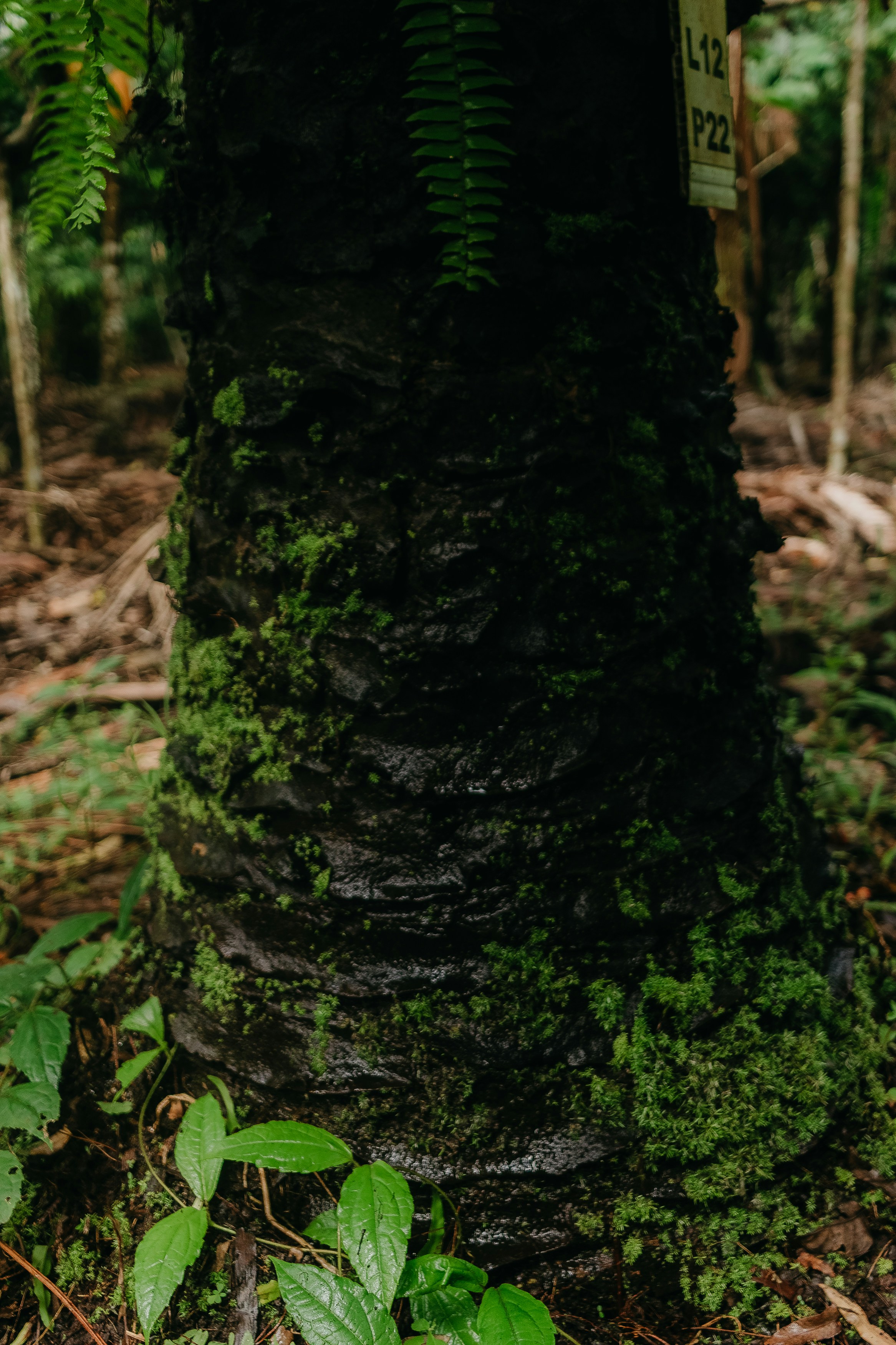Moss-Capped Trunk Emergence in a Quiet Forest of Ferns