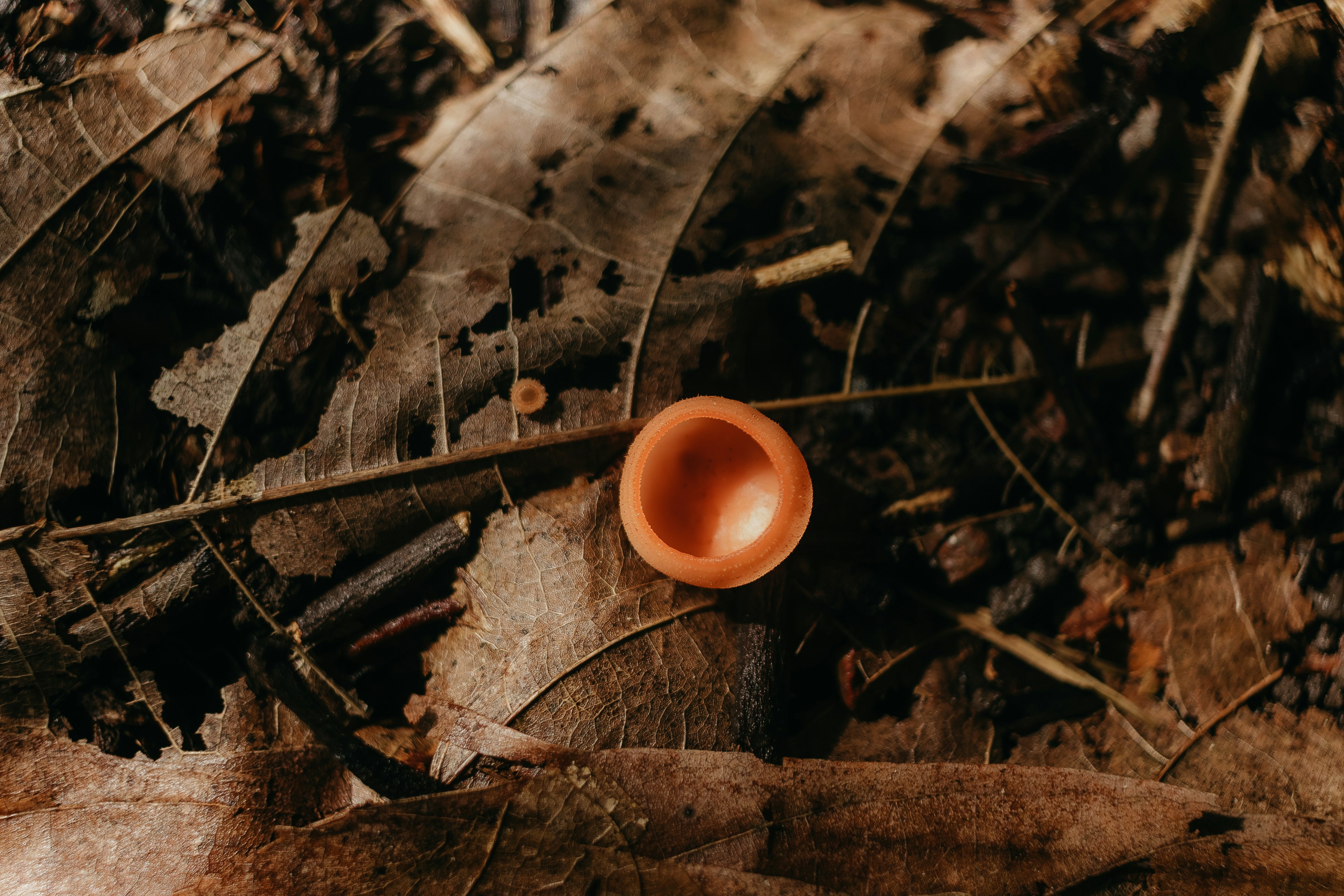 Forest Floor Folkard: A Tiny Orange Cup Adrift Among Leaves
