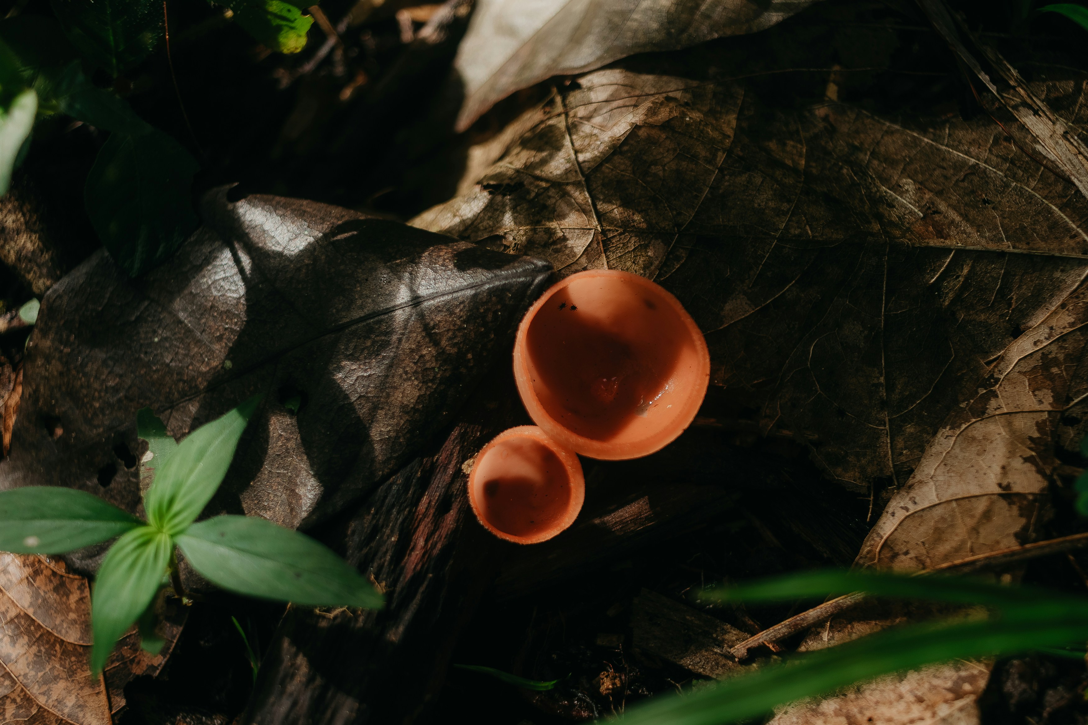 Orange Cup Fungus on Forest Floor