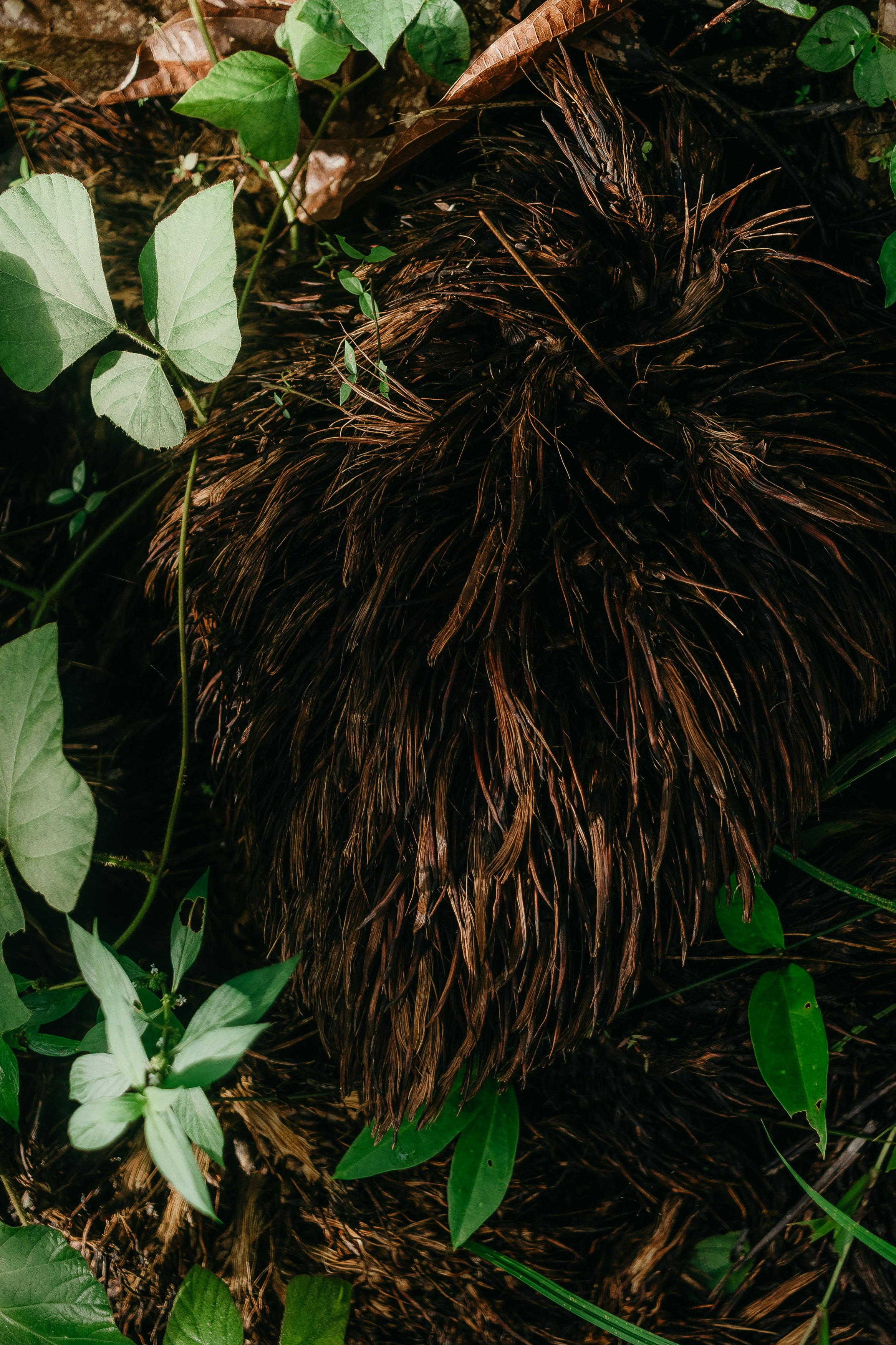 Hidden Burrow: Fringed Brown Texture Surrounded by Green Vines