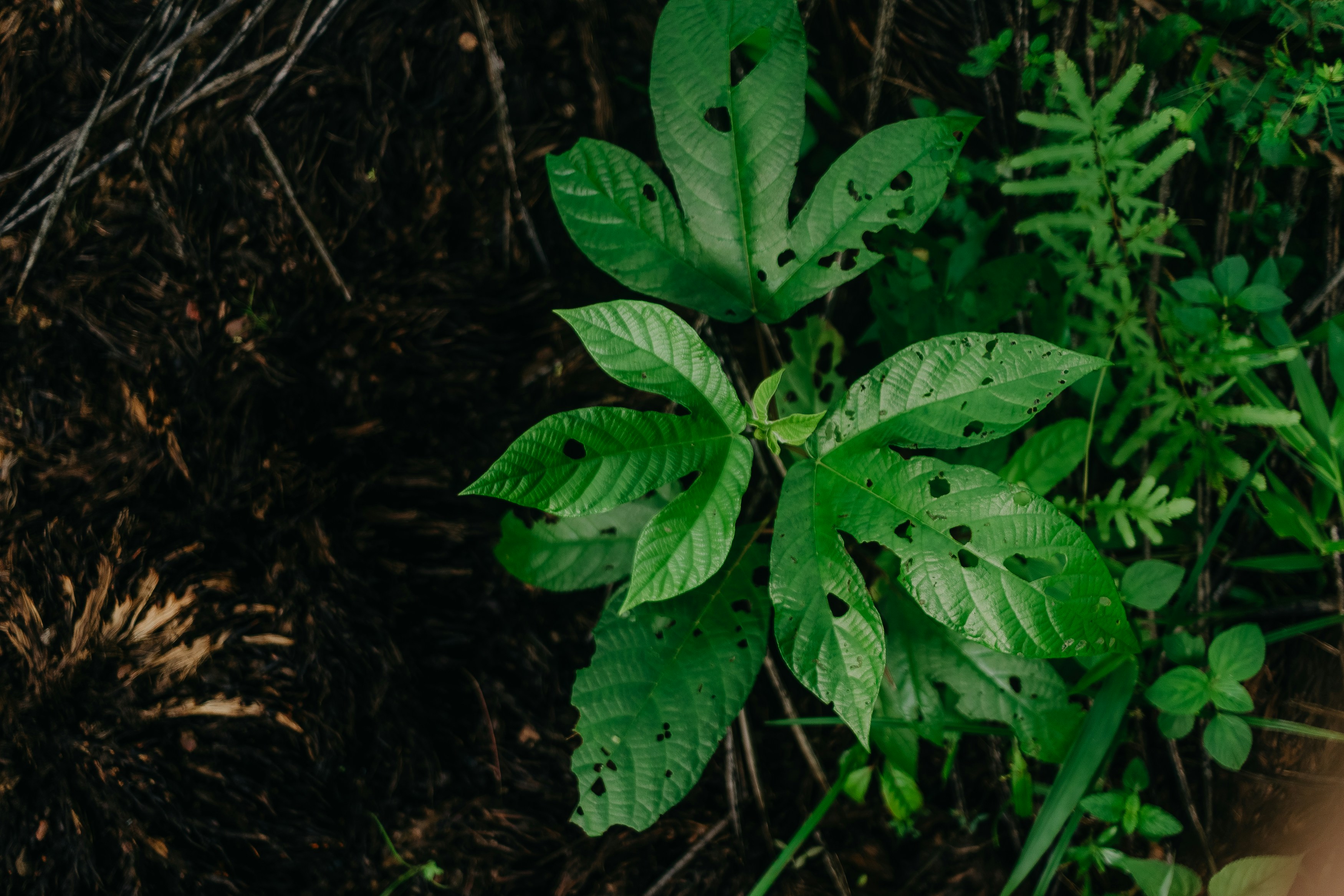 Emerald Leaves Amid Dark Soil: A Close-Up of Verdant Texture