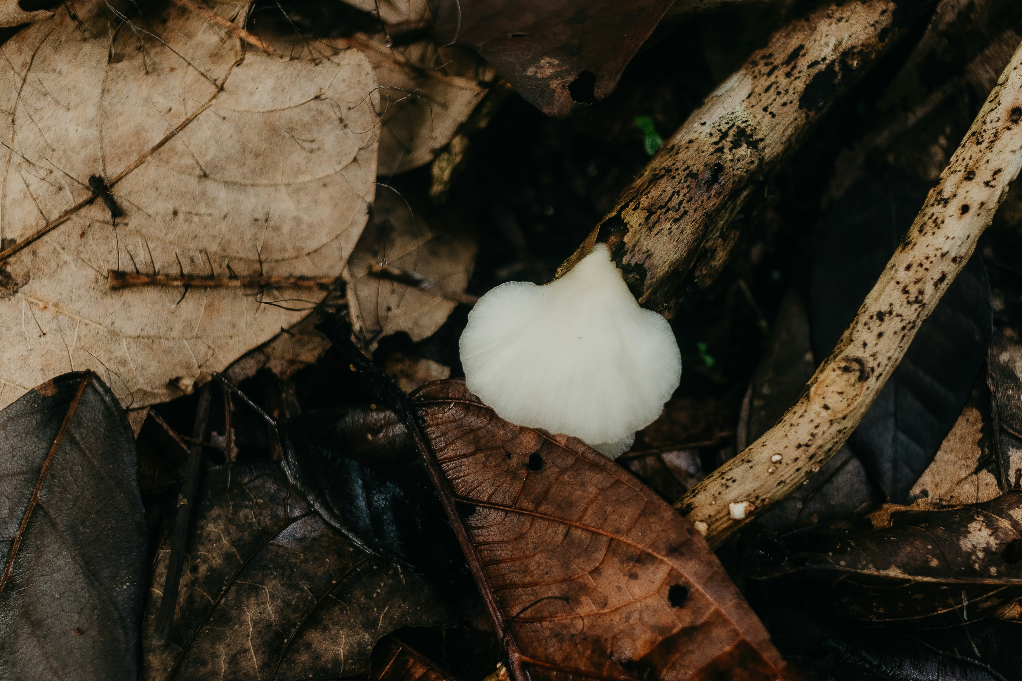 White Fungus Among Fallen Leaves