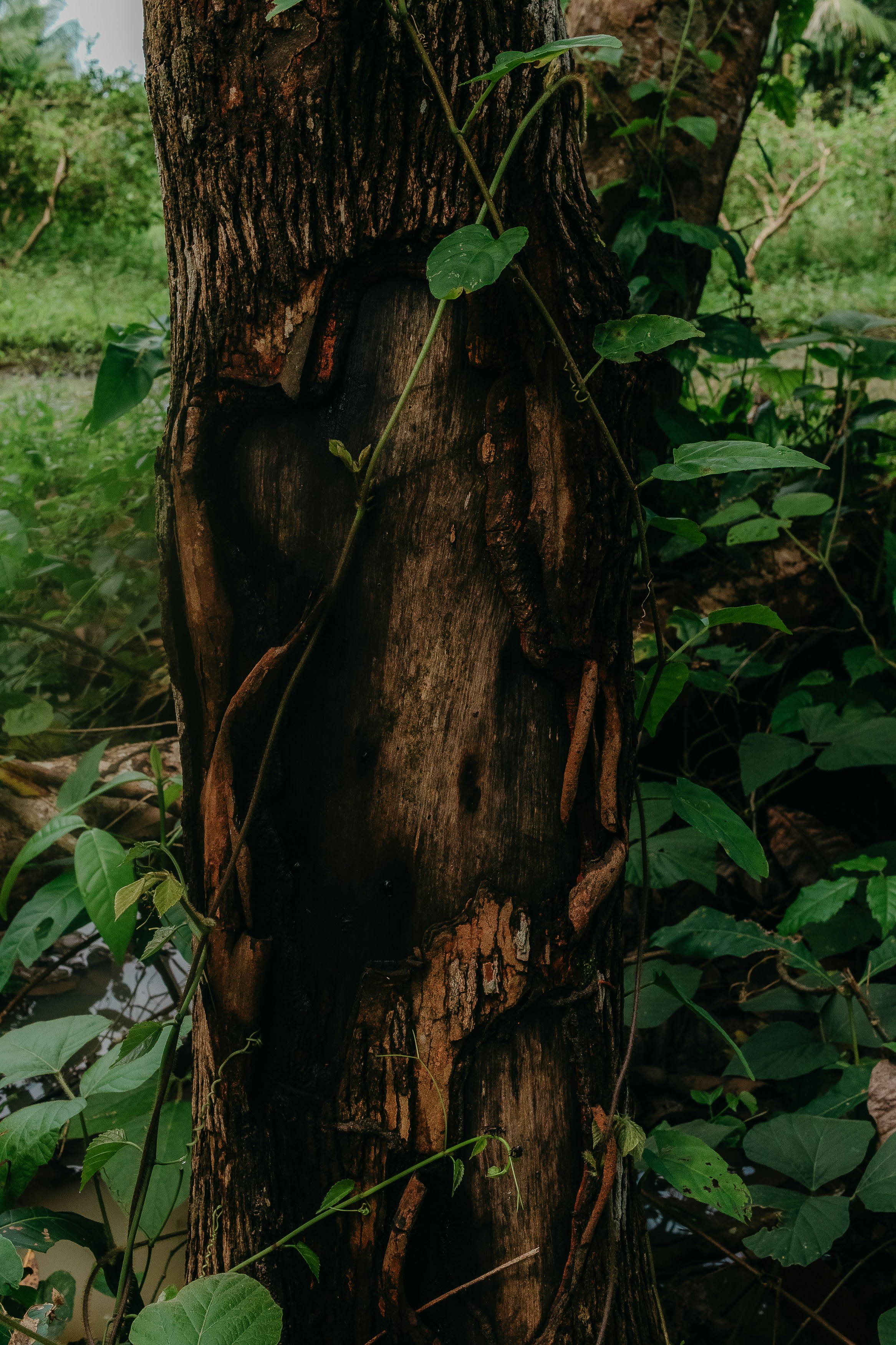 Cypress trunk carved by time, entwined with green tendrils