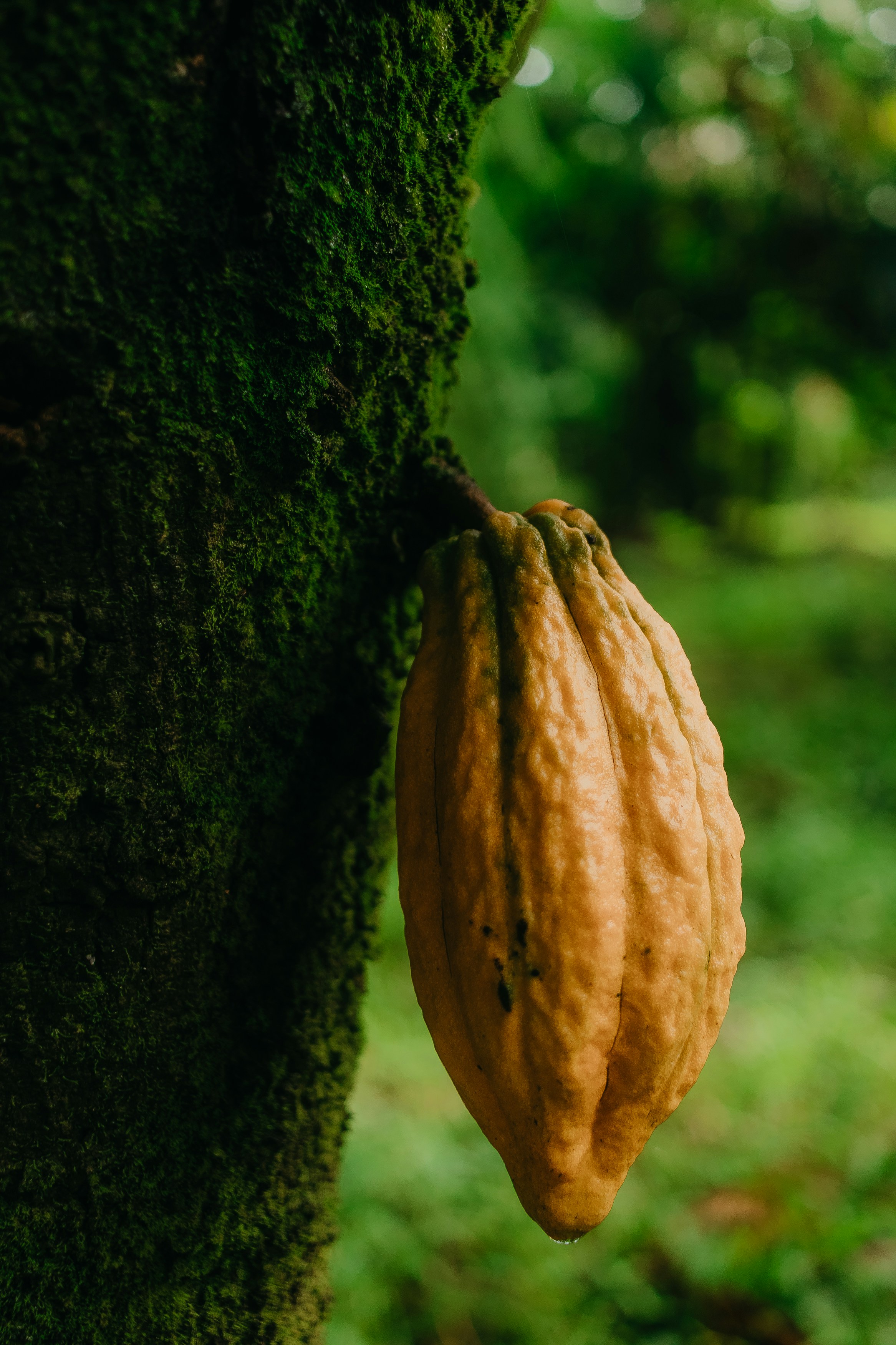 Ripe Pod Hanging from a Mossy Trunk