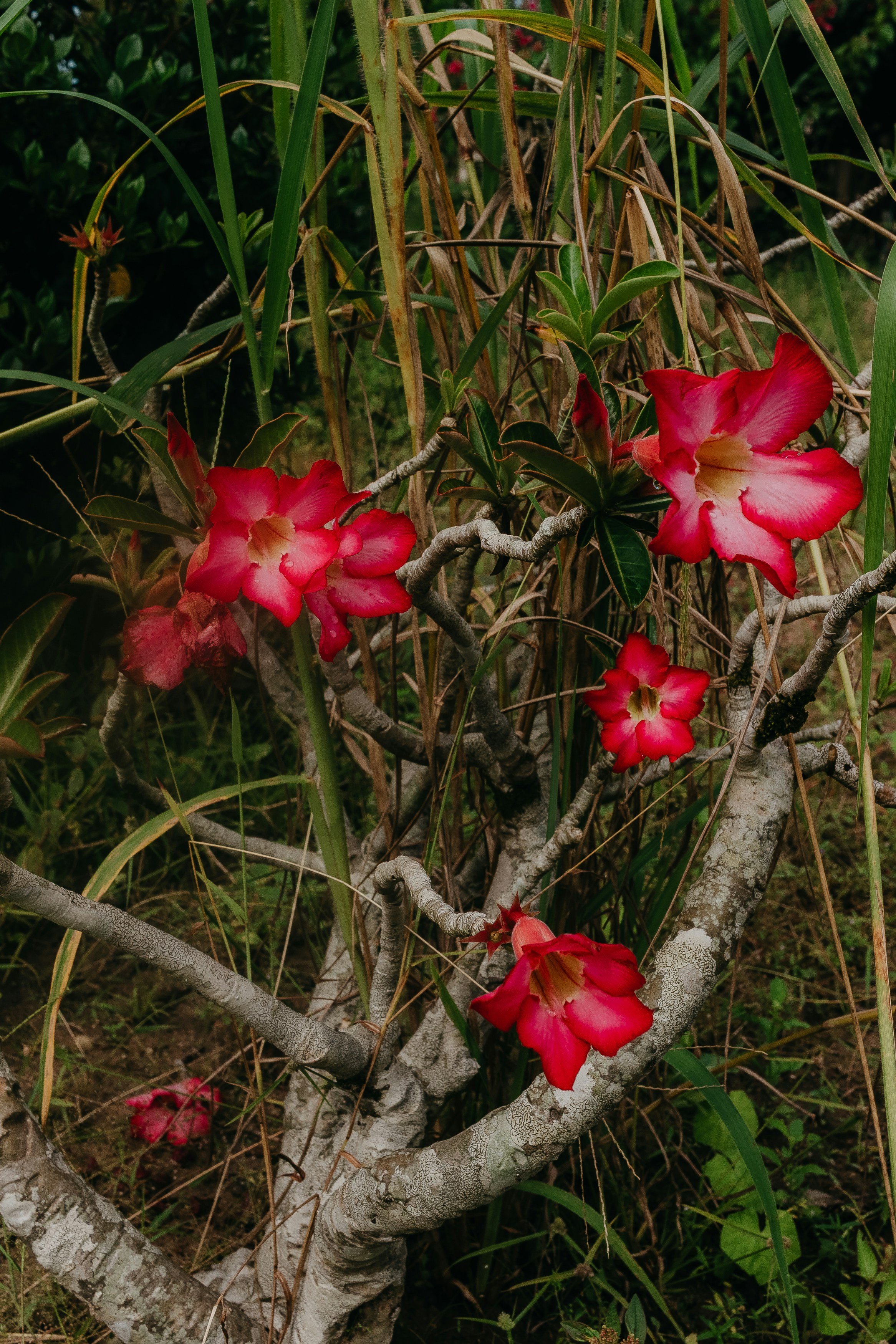Red desert roses: a sunlit bloom weaving through gnarled branches