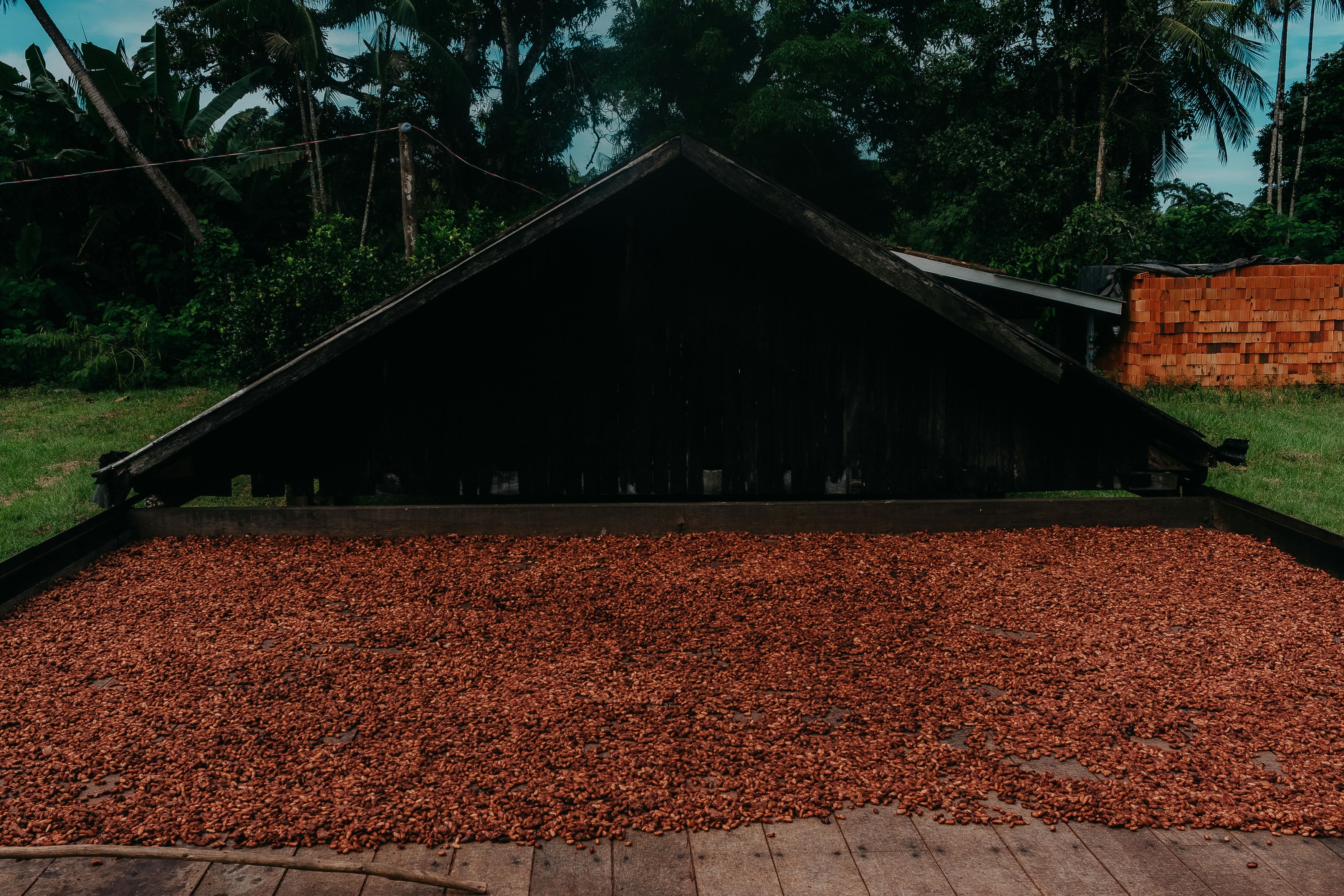 The Drying Roof: Sunlit Cocoa Kernels in a Rustic Shed