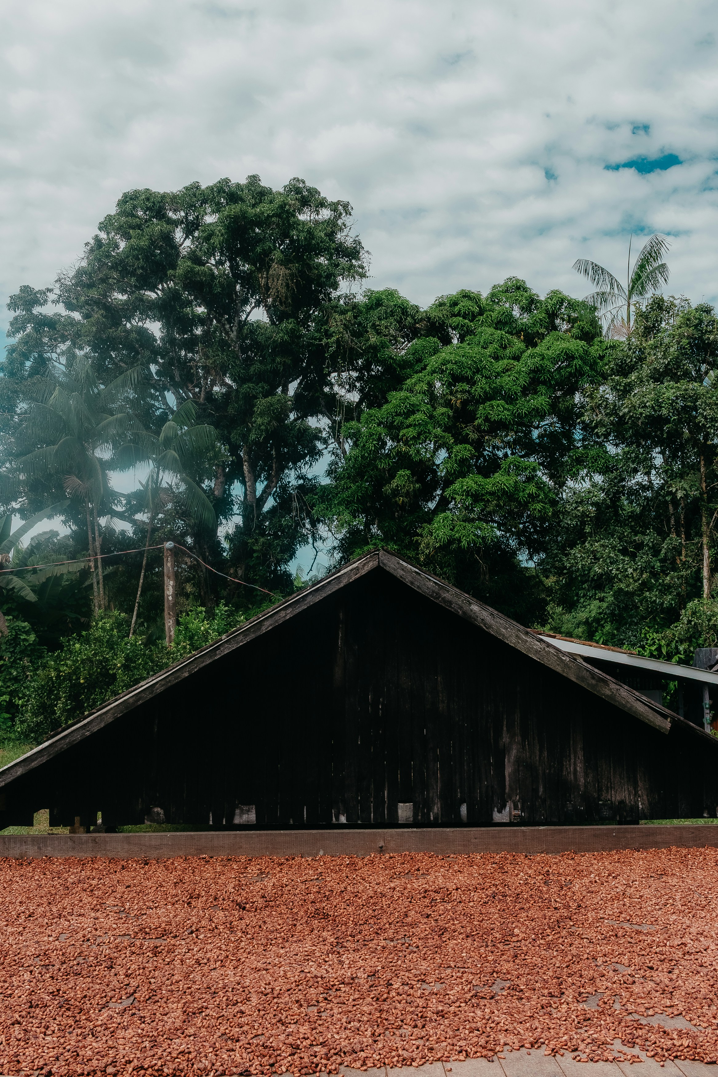 Sunlit Ridge: A rustic roof framed by tropical canopy
