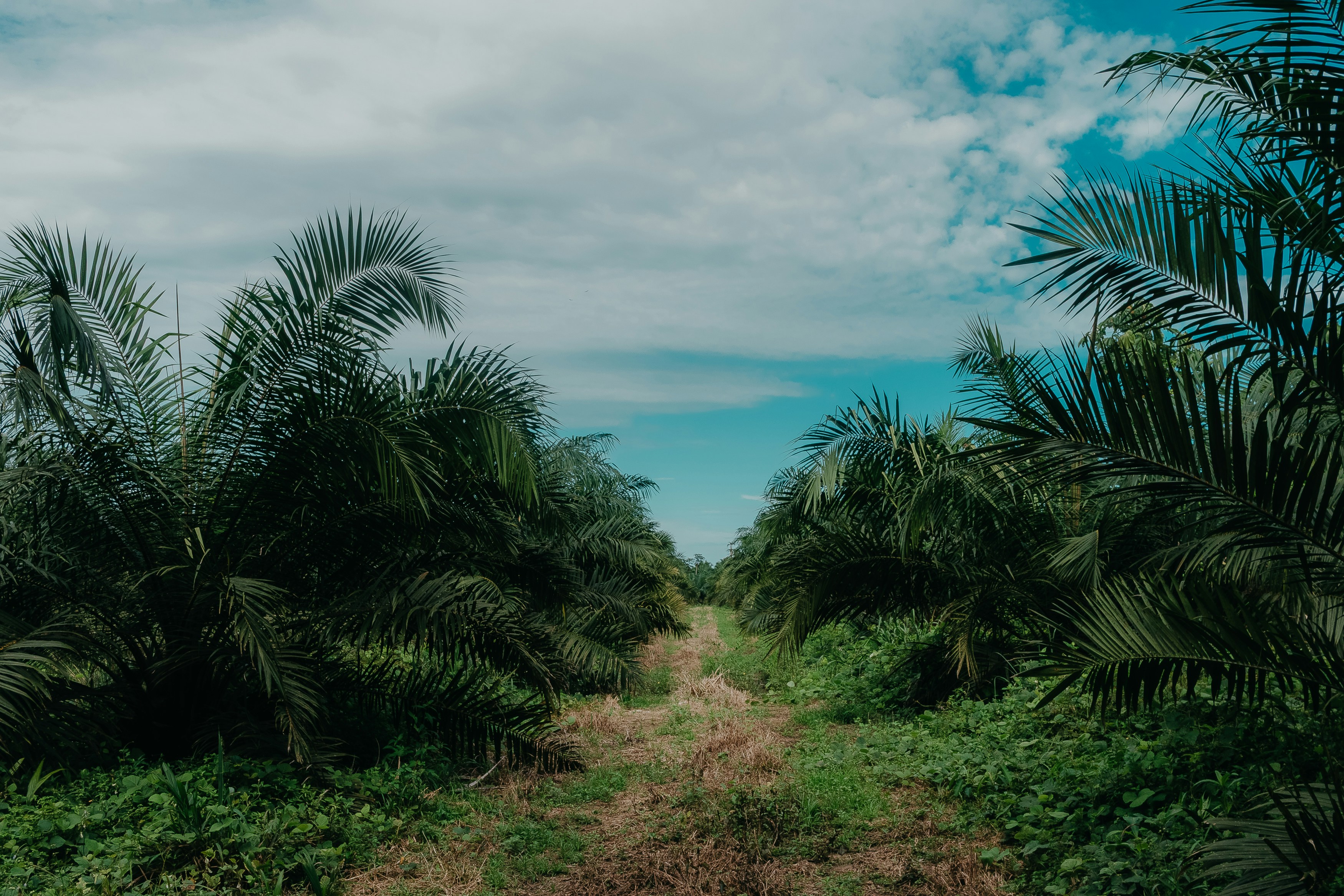 Path through the Oasis: A Sunlit Channel Between Palms