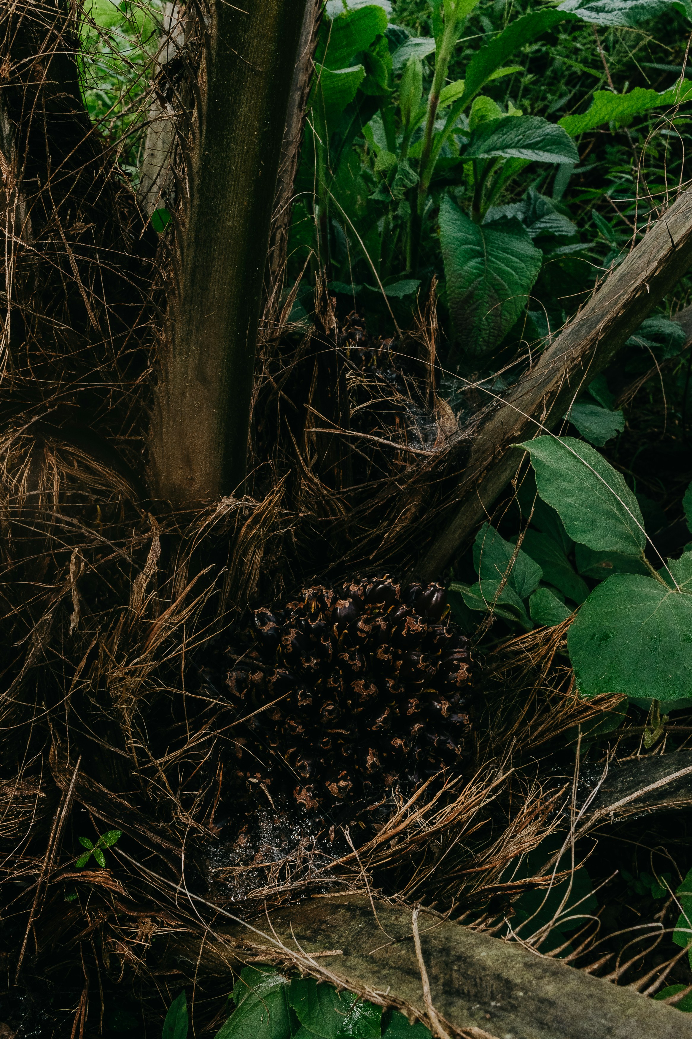 Bottom of the Nest: Pine Cone Resting Among Weeds