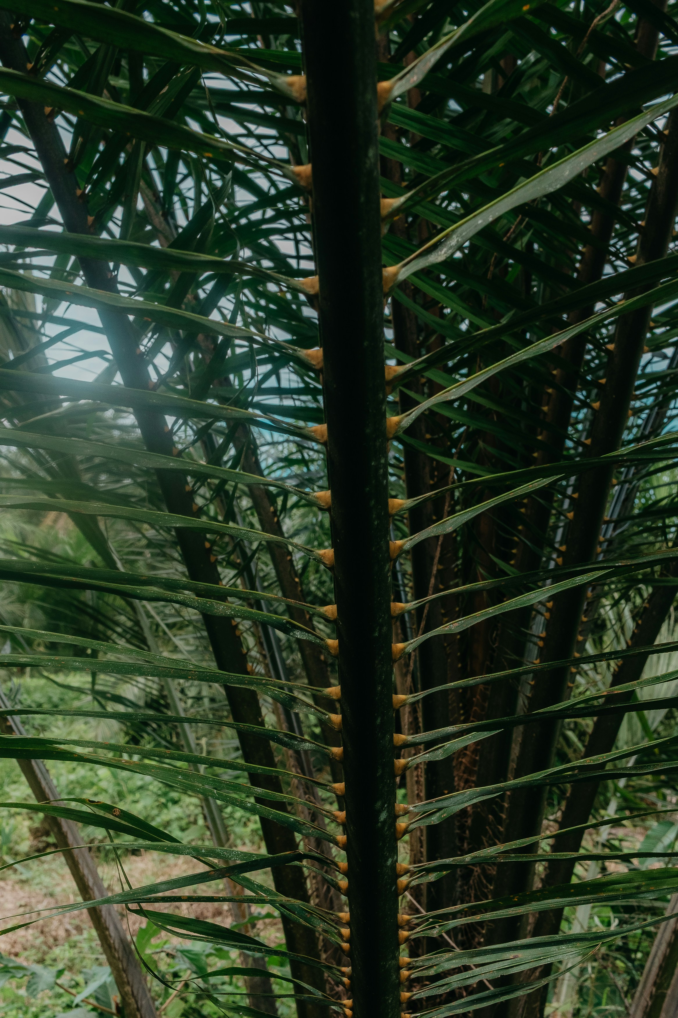 Central Palm Trunk Pierces a Forest of Fronds