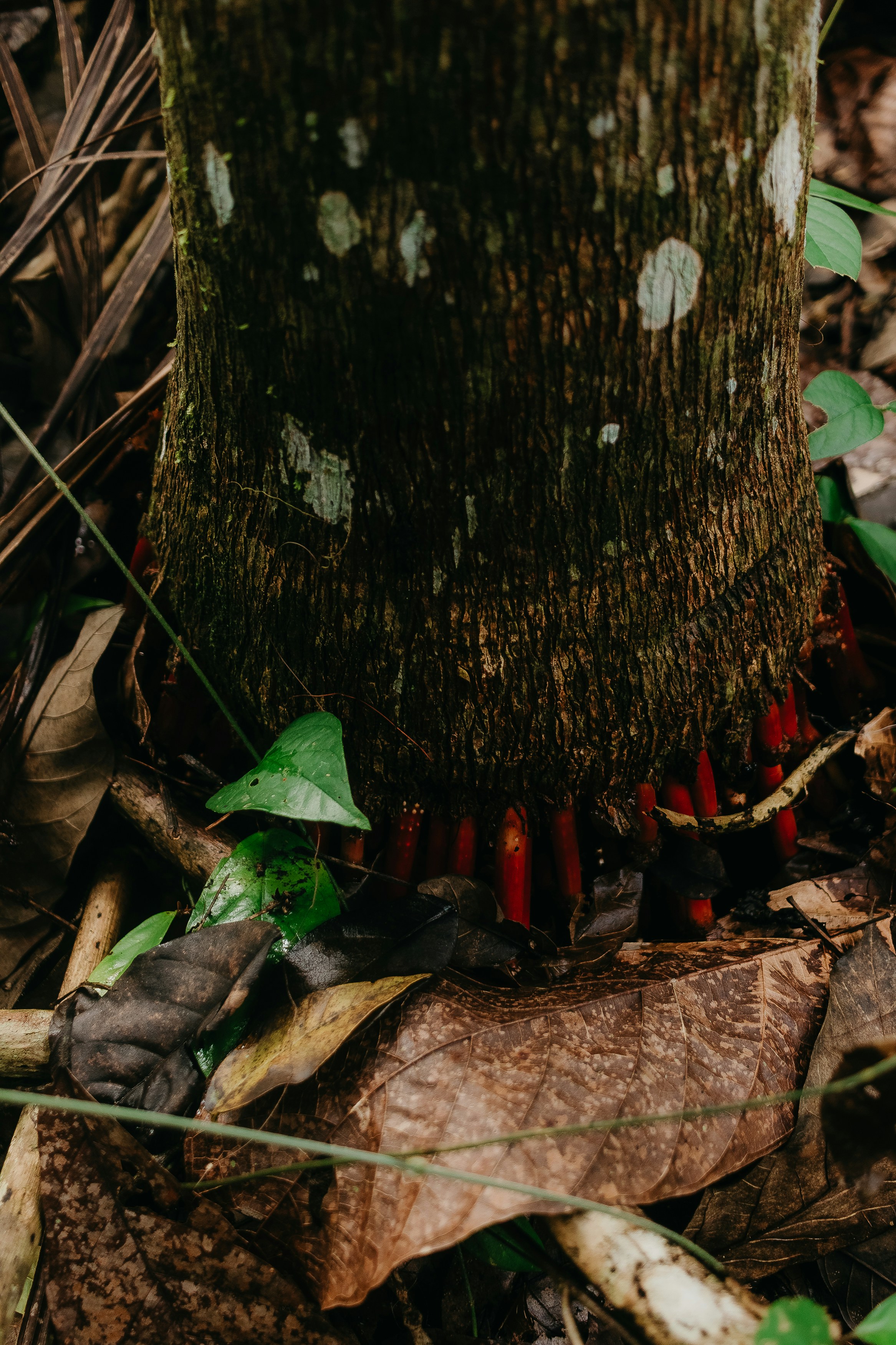 Roots at the Base: A Tree Trunk Emerging from a Carpet of Forest Floor
